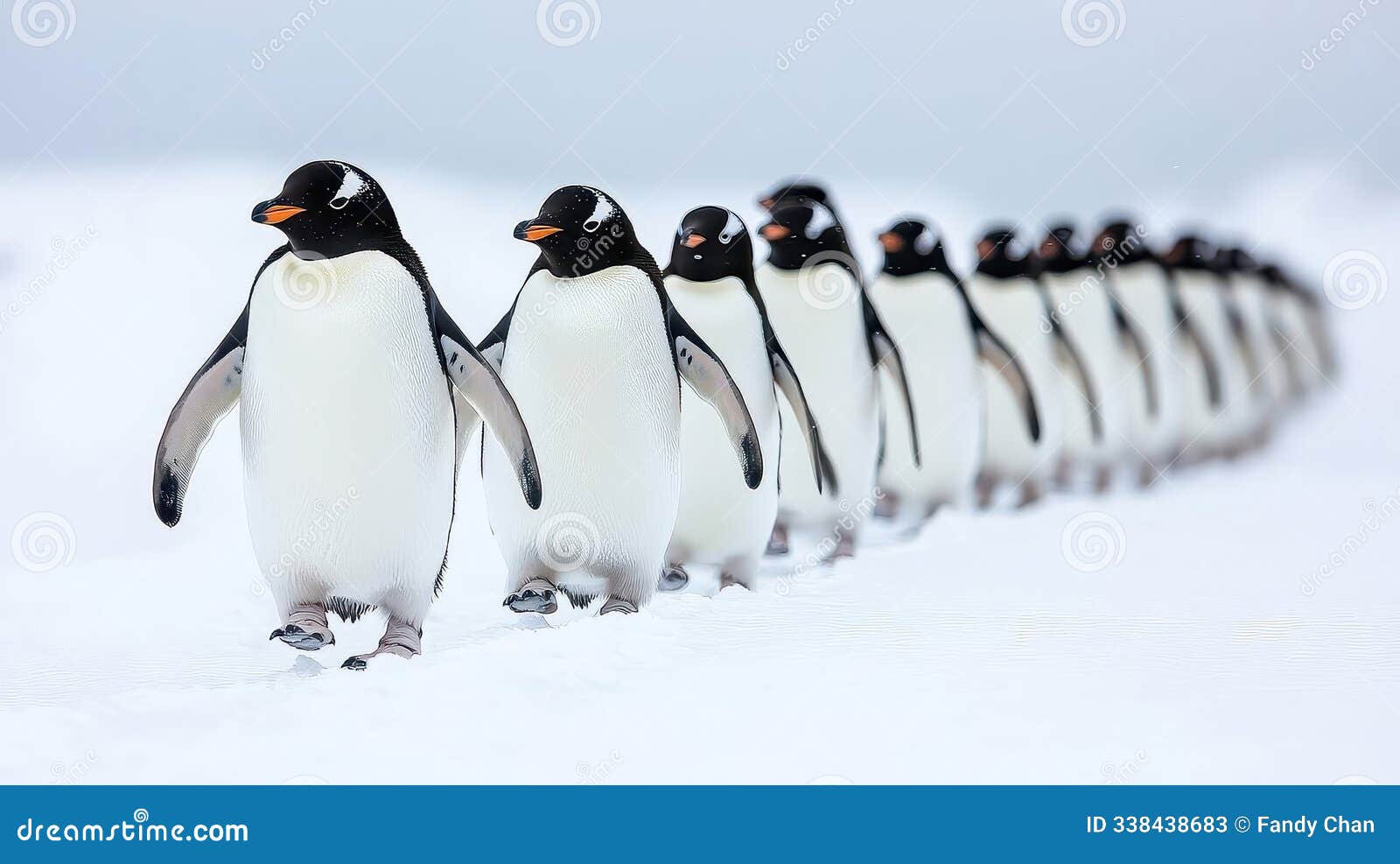 Penguin Line Up Walking in Snow Stock Illustration - Illustration of ...