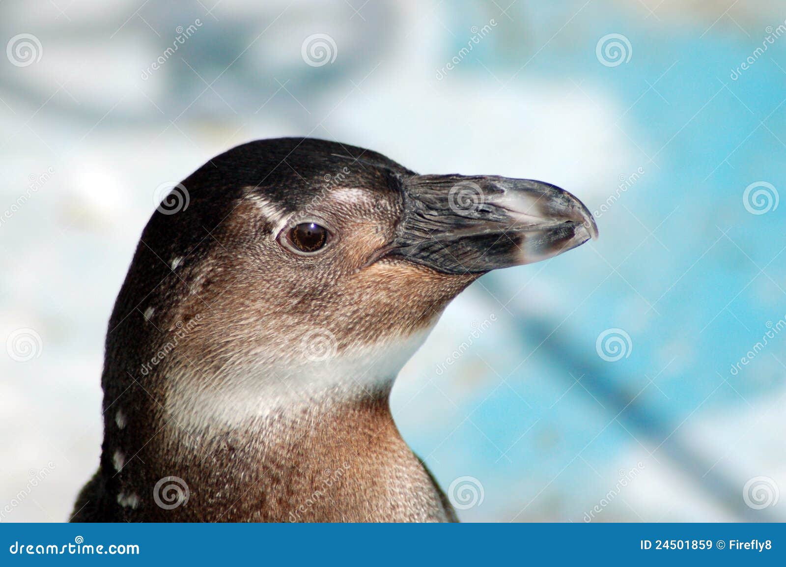Penguin Look stock image. Image of penguin, curious, beak - 24501859