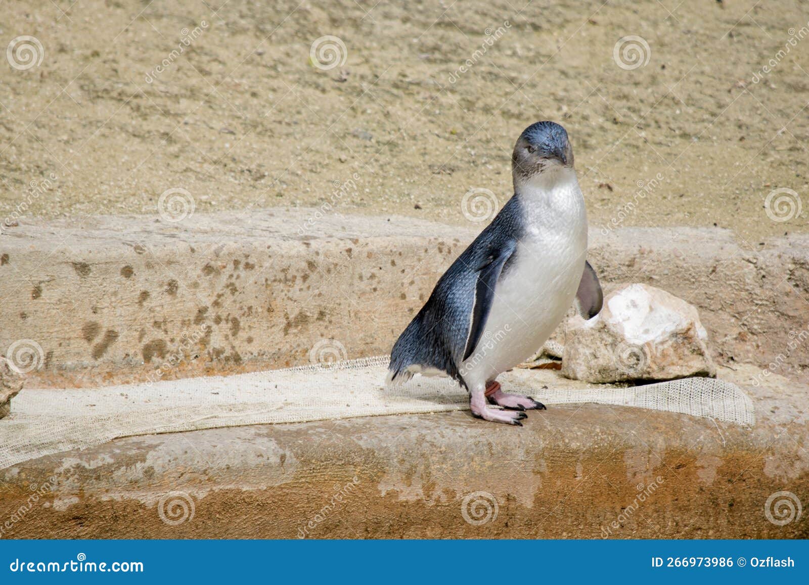 The Fairy Penguin is a Black and White Seabird that Cannot Fly Stock ...