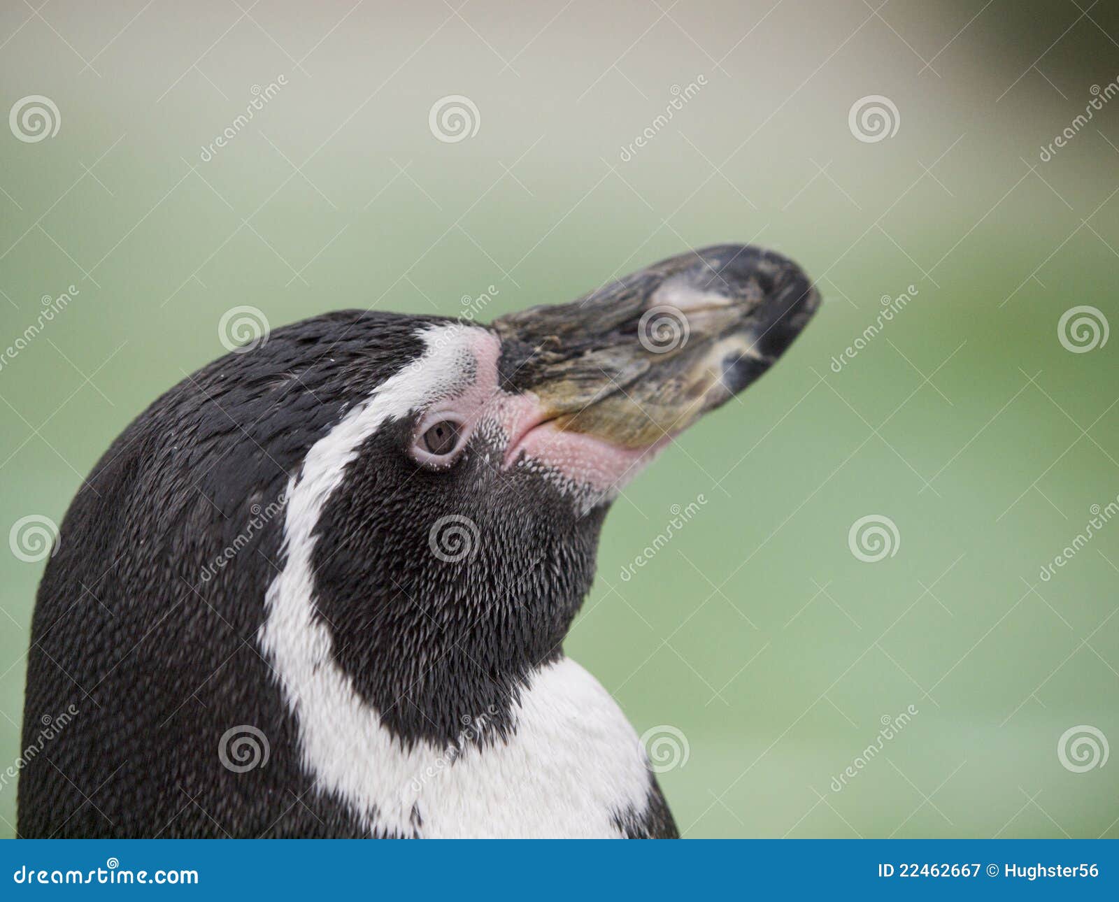 Penguin looking up stock image. Image of aquatic, animals - 22462667