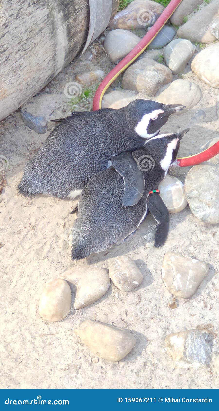 2 penguin lovers hugging stock image. Image of hugging - 159067211