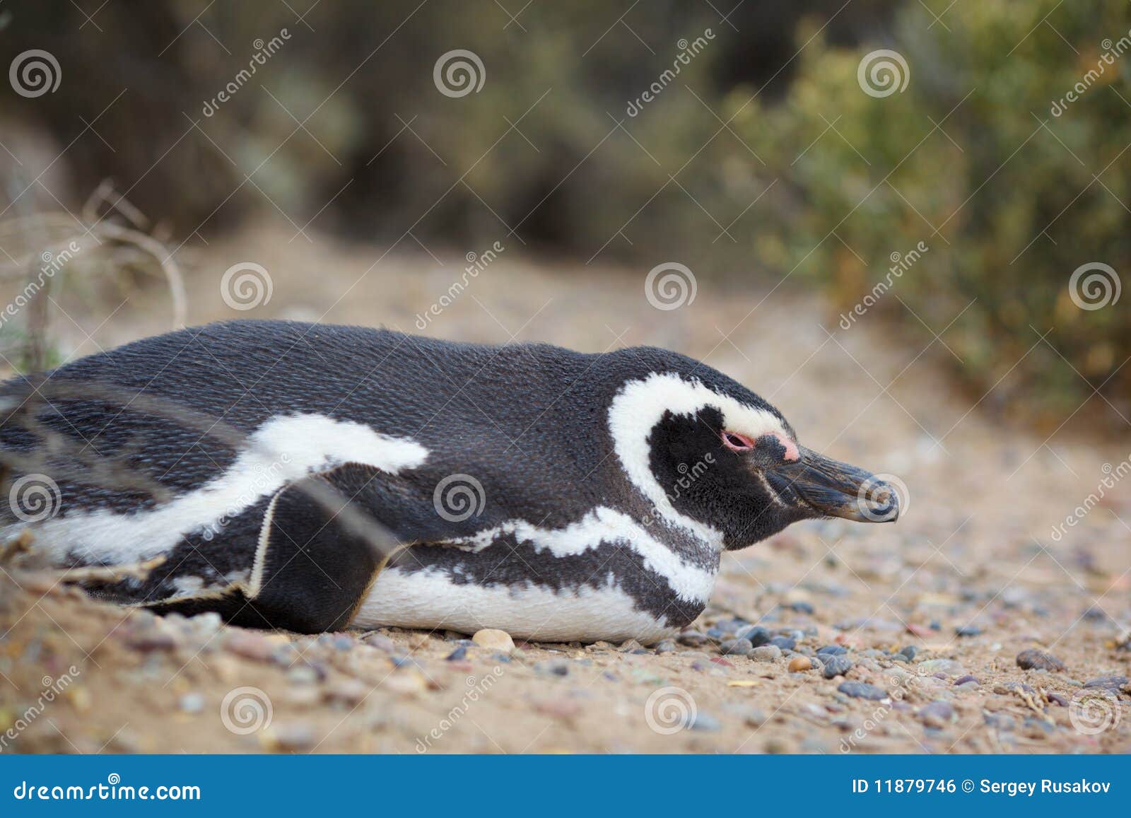 Penguin lying stock photo. Image of animals, beak, wild - 11879746