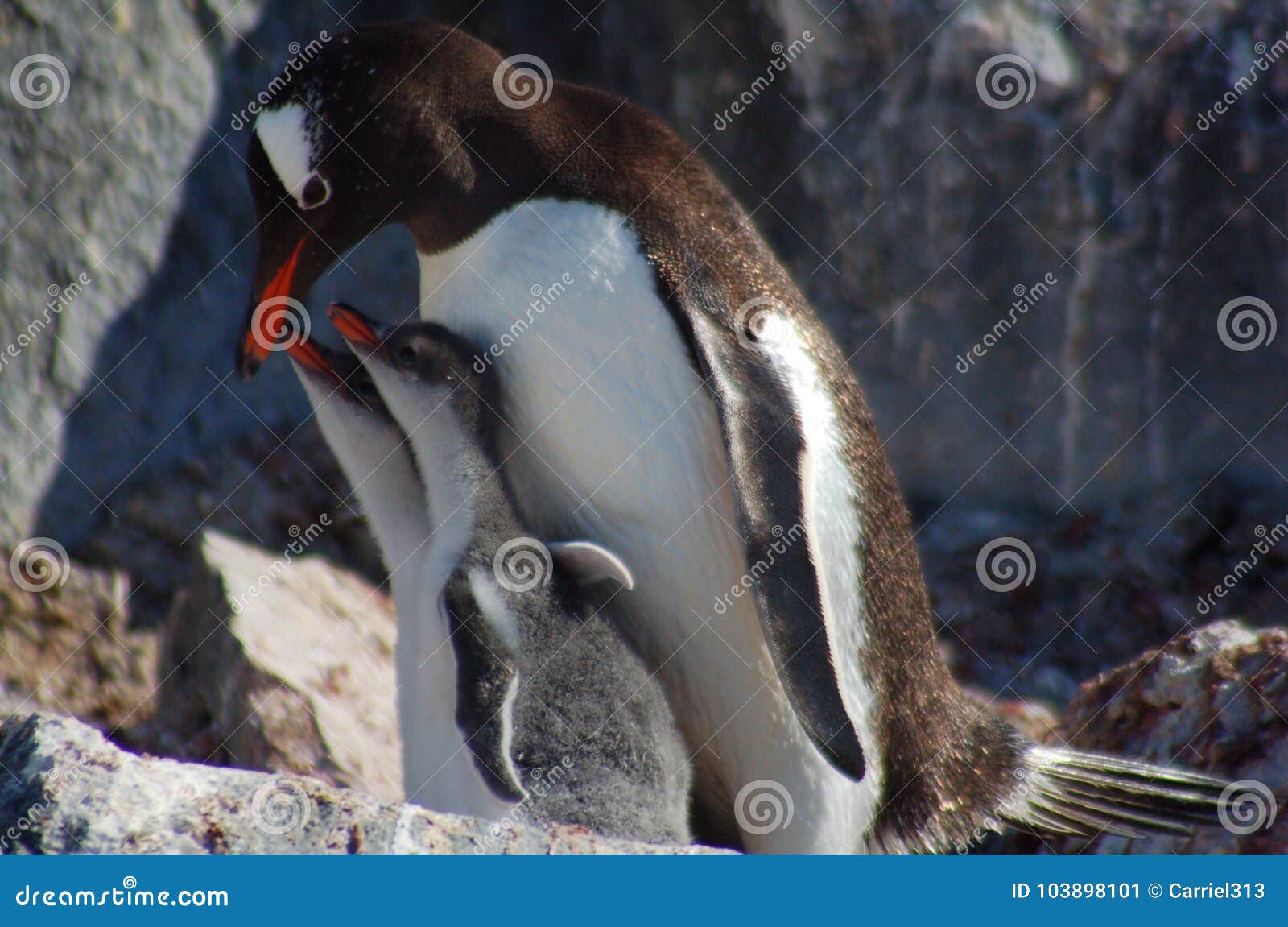Penguin Mom Feeding Chicks stock image. Image of chicks - 103898101
