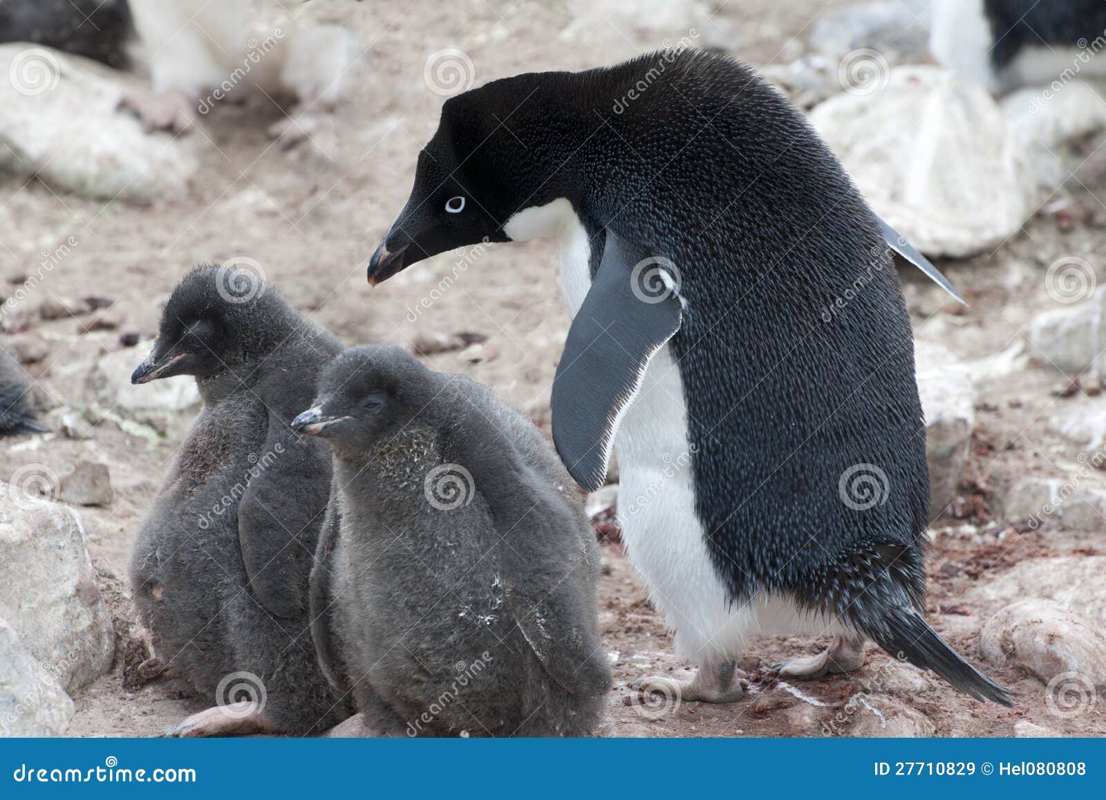 Penguin mother with chicks stock image. Image of shelter - 27710829