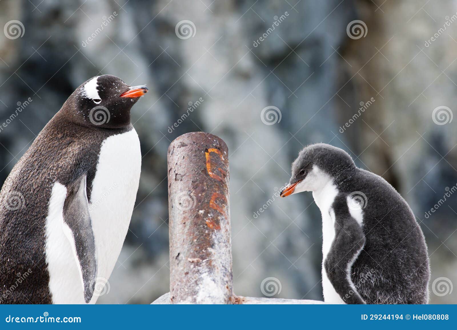 Gentoo Penguins Mother and Child, Adult and Chick Penguin in Brown ...