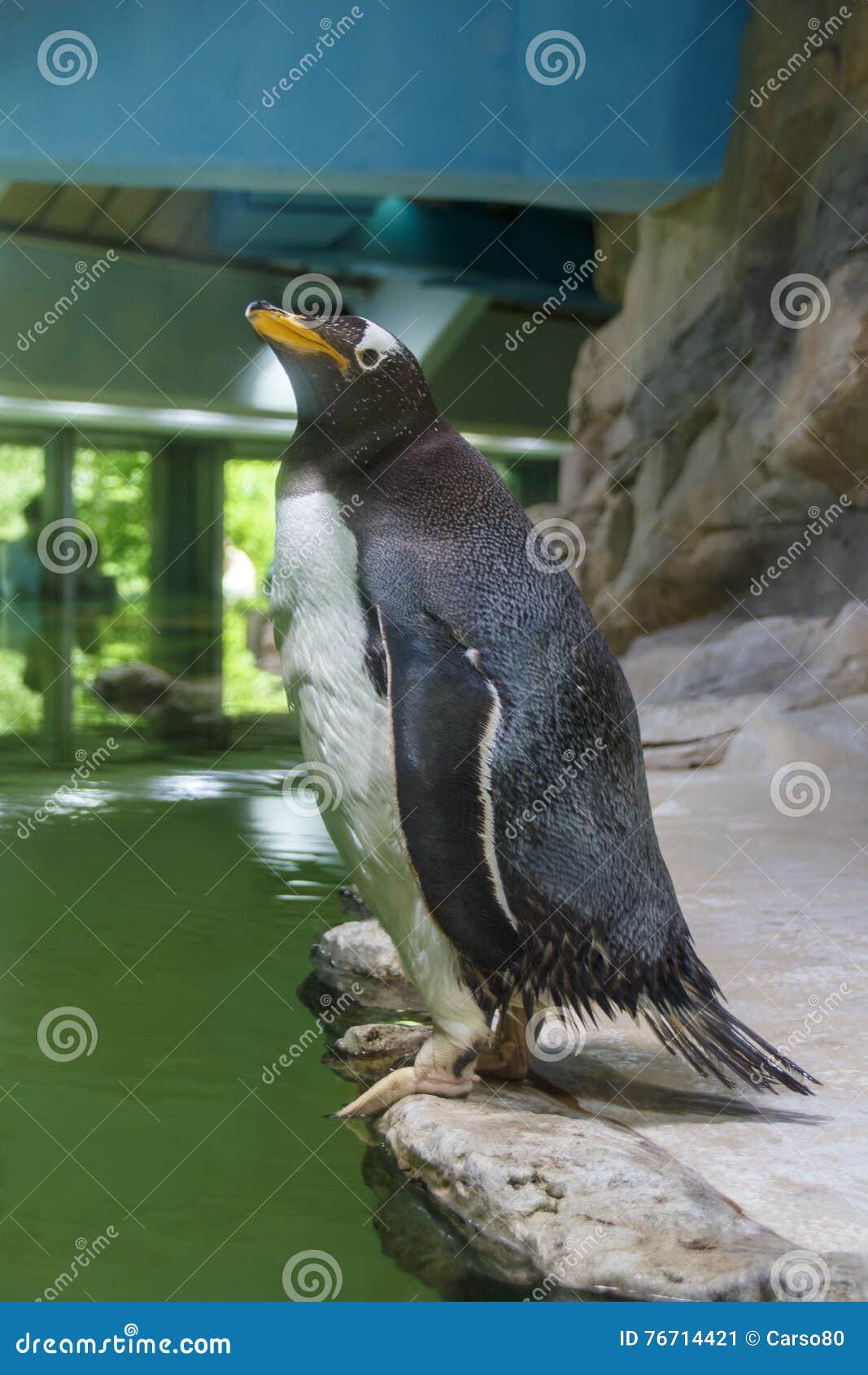 Penguin, 2015 stock image. Image of munich, germany, penguin - 76714421