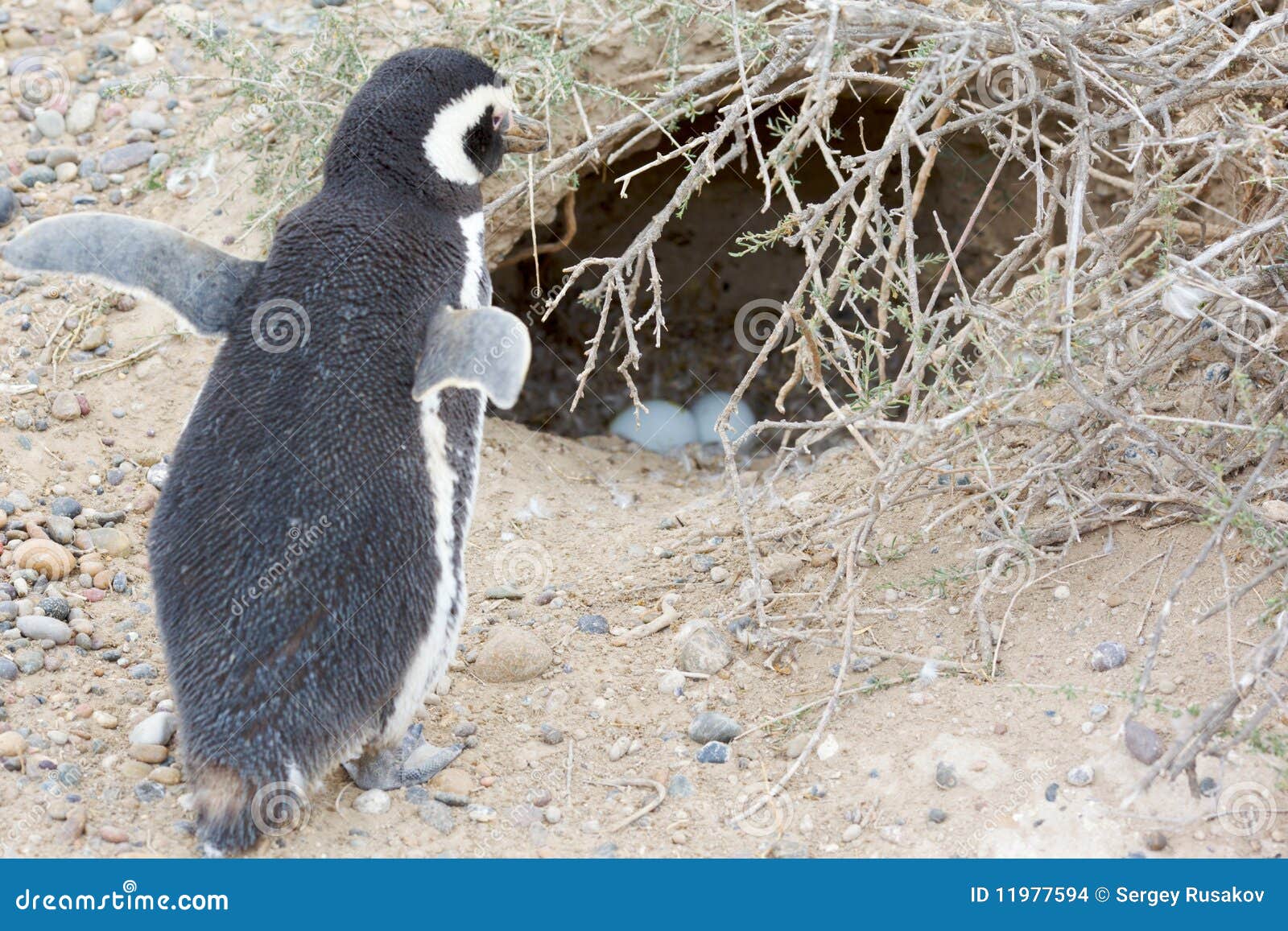 Penguin and nest stock photo. Image of beach, sand, penguin - 11977594