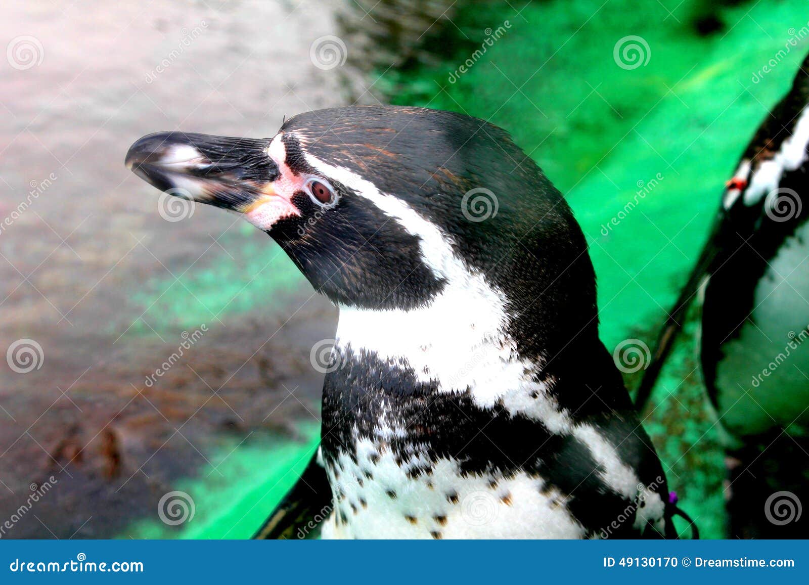 Penguin stock photo. Image of nose, orange, lovely, minipig - 49130170