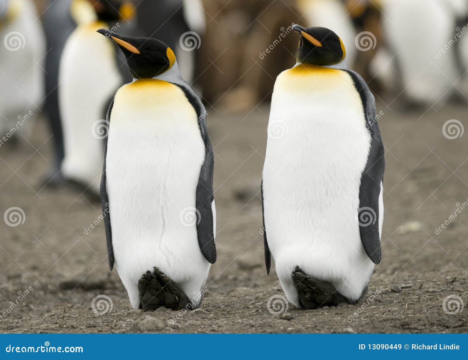 Penguin Pair stock image. Image of colony, wild, feet - 13090449