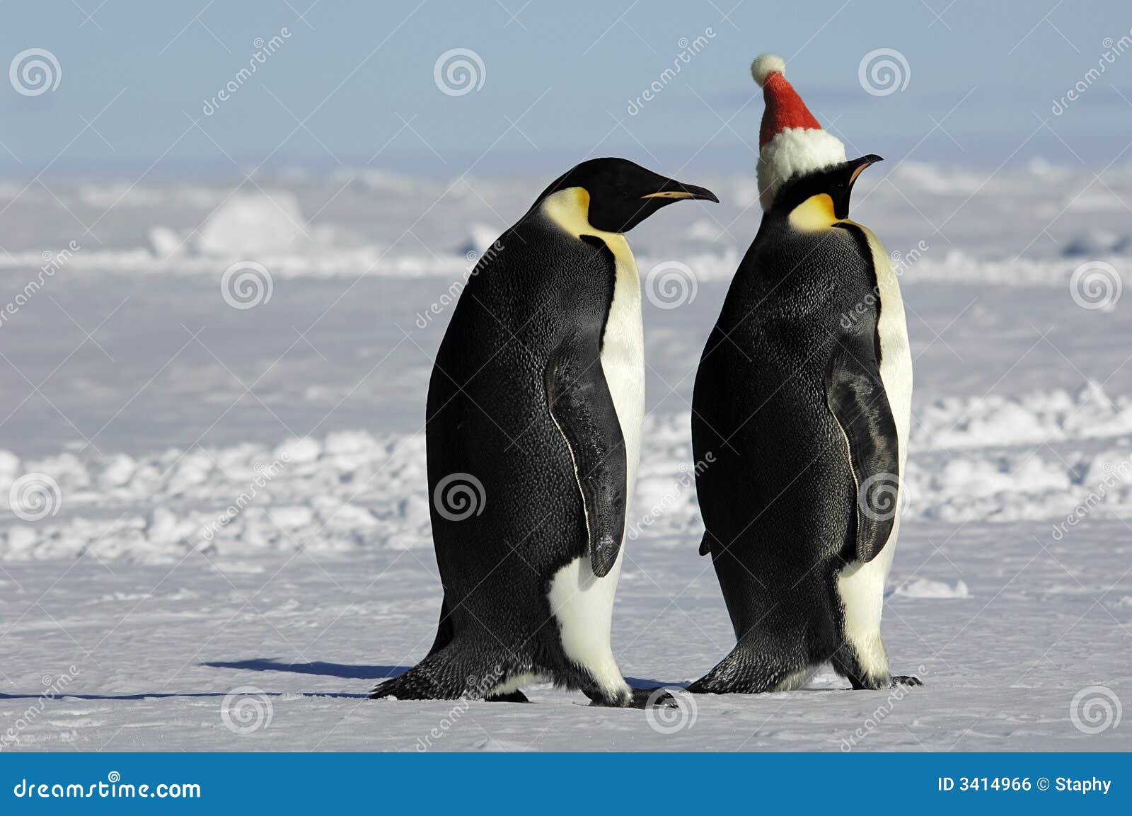 Penguin pair on Xmas stock photo. Image of celebration - 3414966