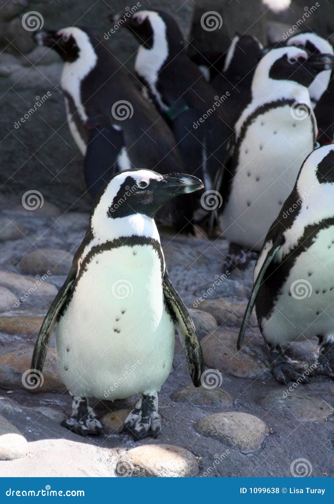 Penguin Parade stock photo. Image of pose, arctic, group - 1099638