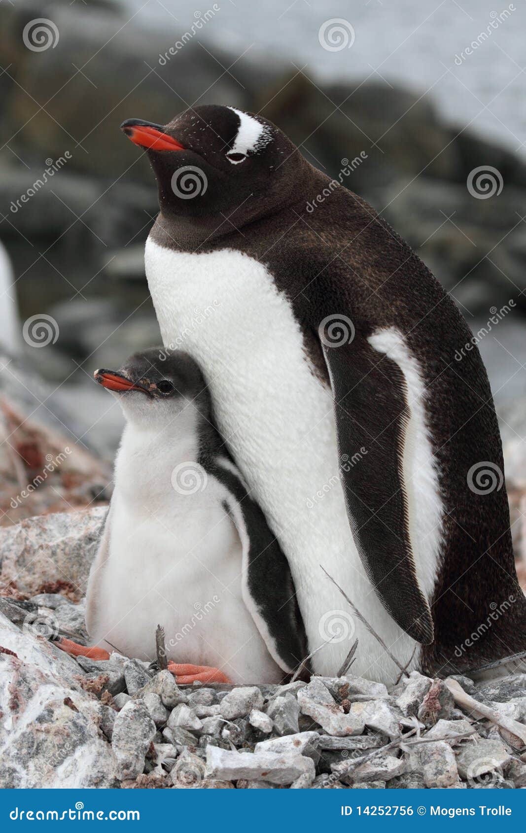 Penguin Parent with Young, Antarctica Stock Photo - Image of south ...