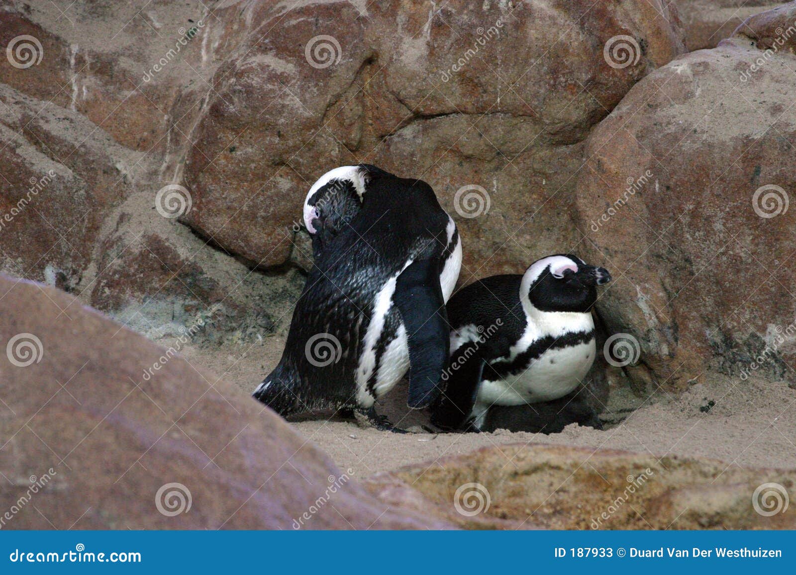 Penguin Parents Picture. Image: 187933