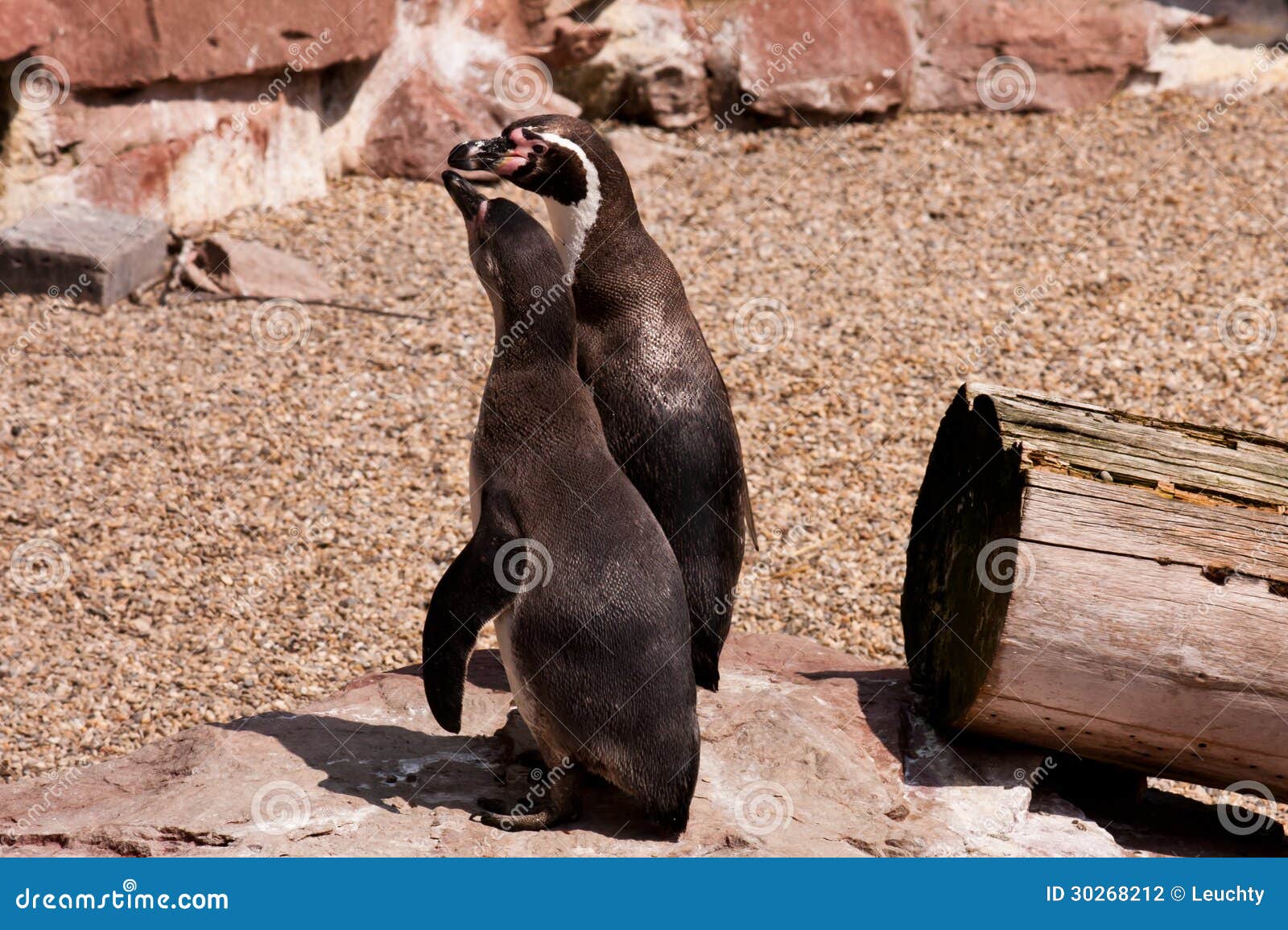 Penguin parents stock photo. Image of cold, toddle, penguins - 30268212