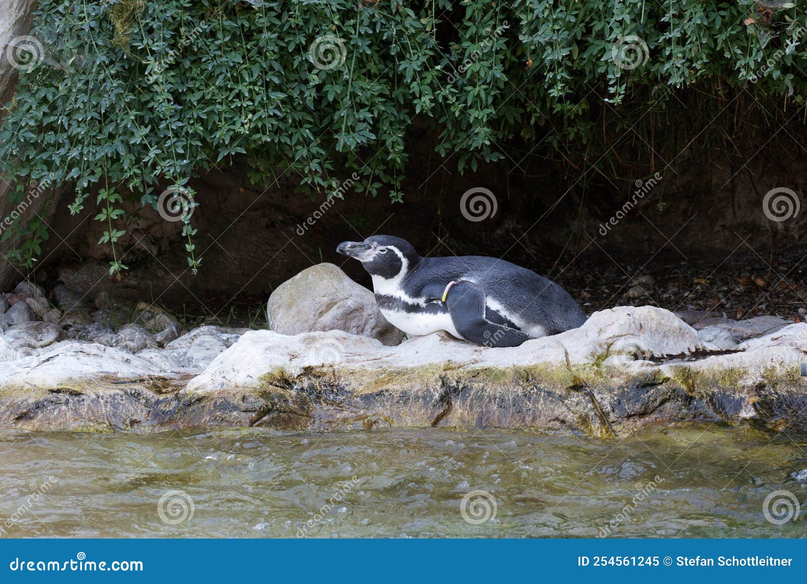 A Penguin in the Park Inside Stock Image - Image of stone, wildlife ...