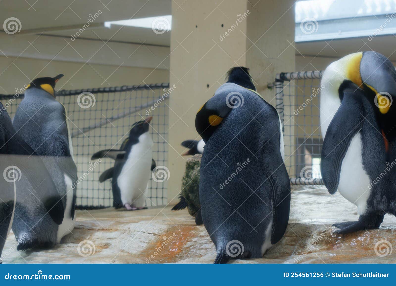 A Penguin in the Park Inside Stock Photo - Image of arctic, marine ...