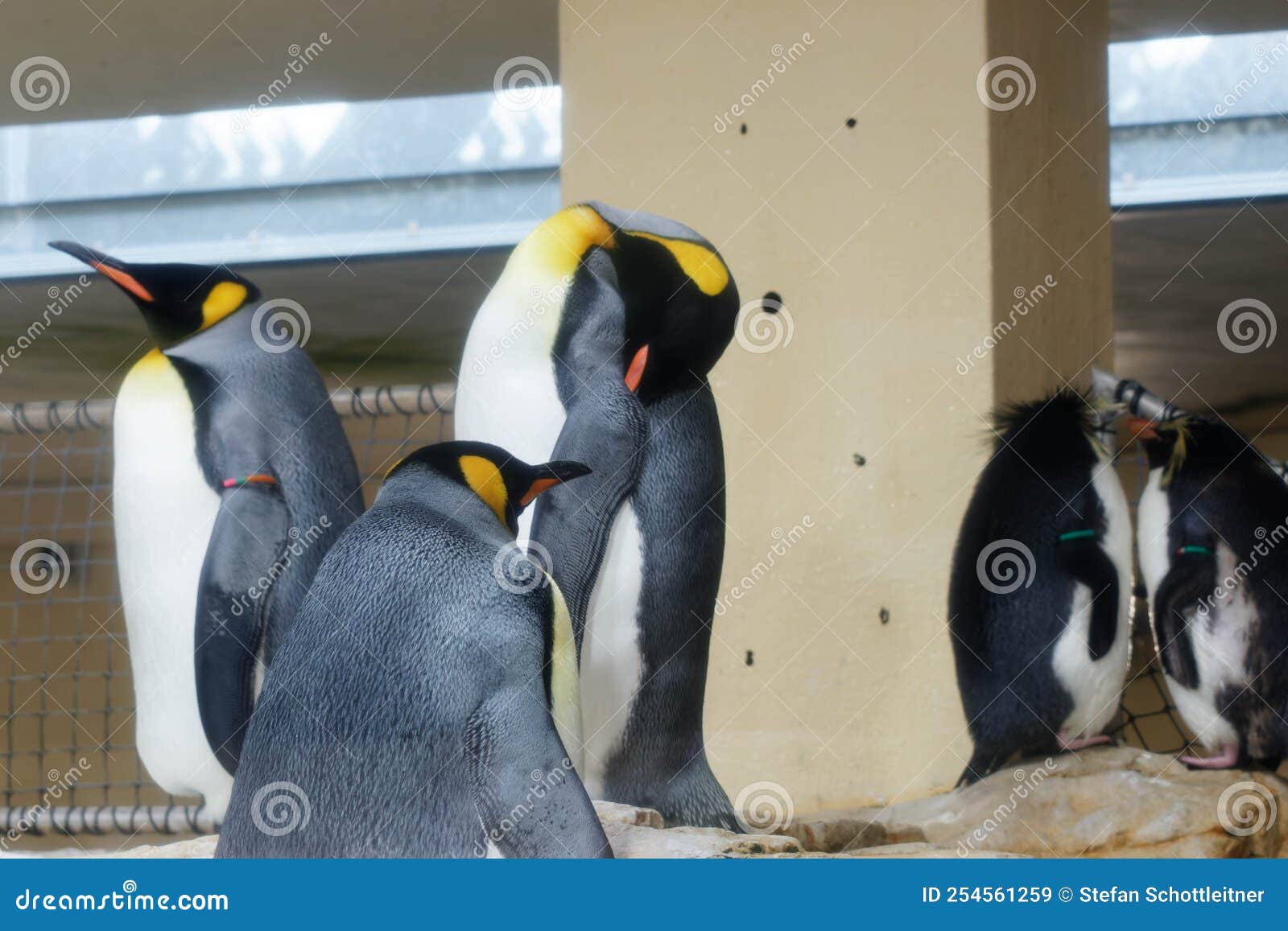 A Penguin in the Park Inside Stock Image - Image of ocean, wing: 254561259