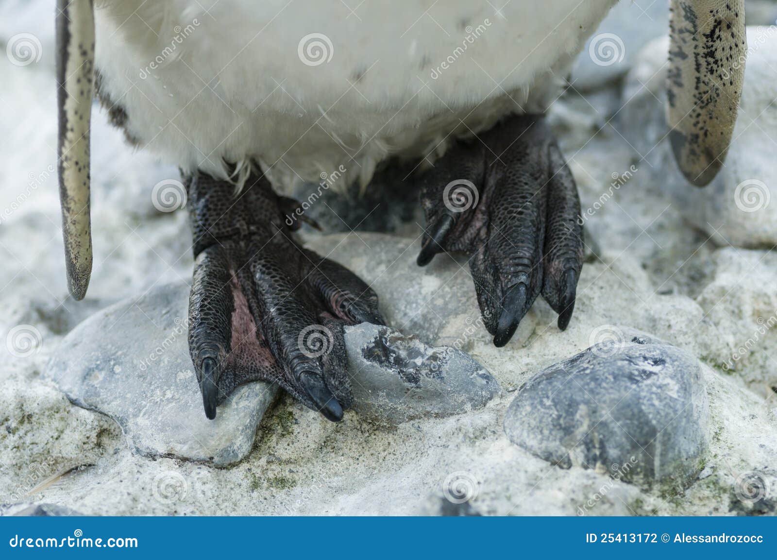 Penguin paws stock photo. Image of south, antarctica - 25413172