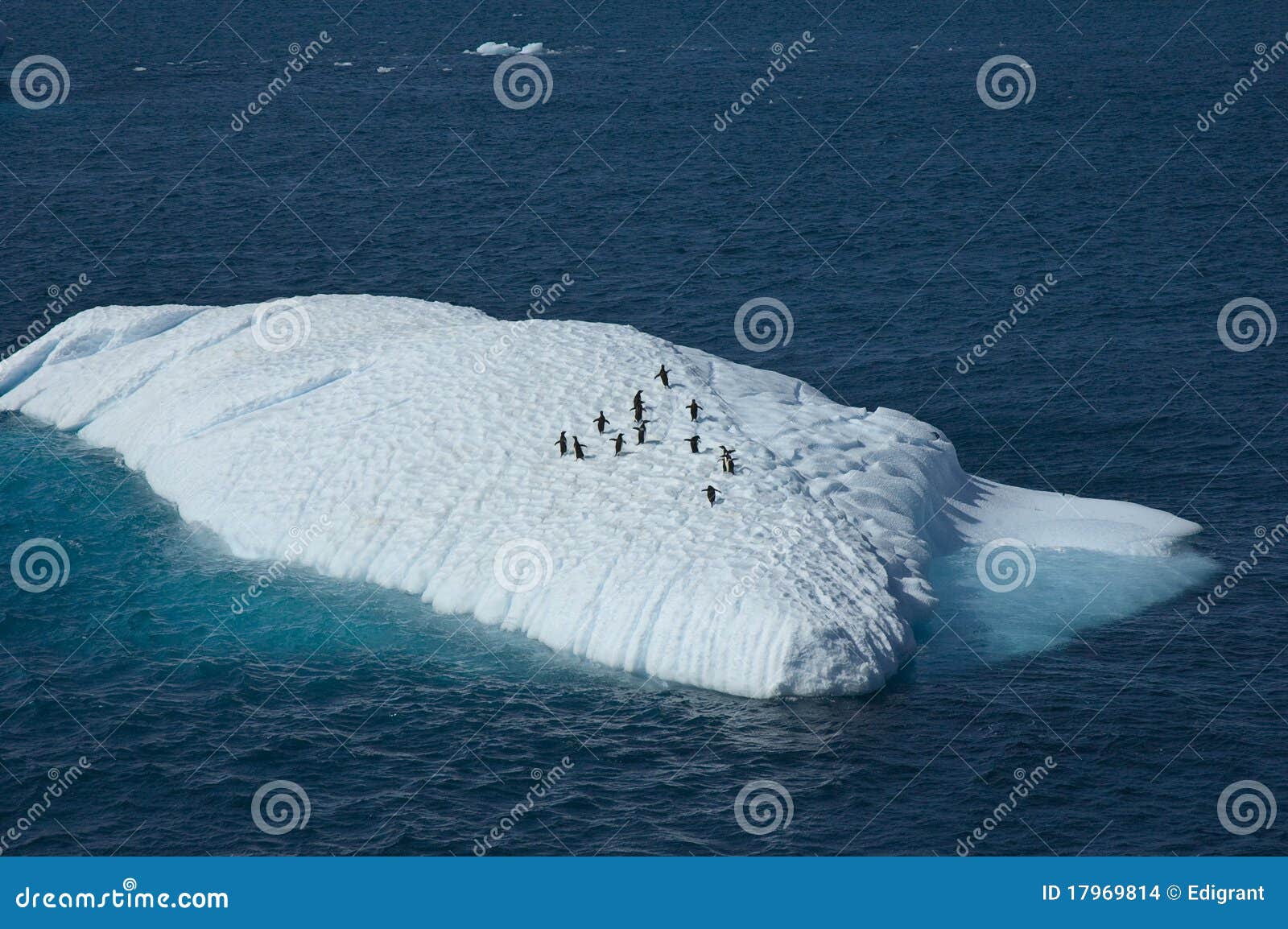 Penguin Playground stock photo. Image of animal, group - 17969814