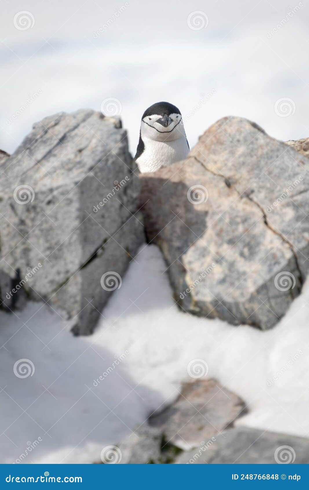 Penguin Plays Peekaboo from Behind Rocks Stock Photo - Image of plays ...
