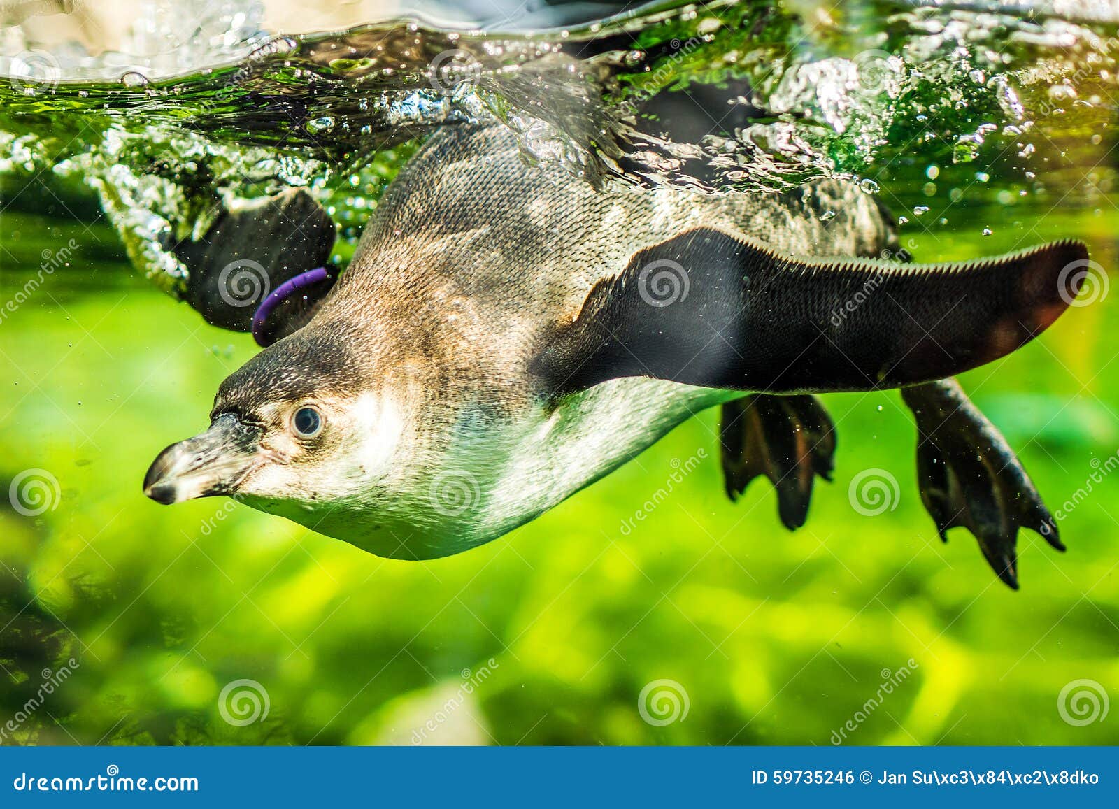Penguin in a pool stock photo. Image of flower, dive - 59735246