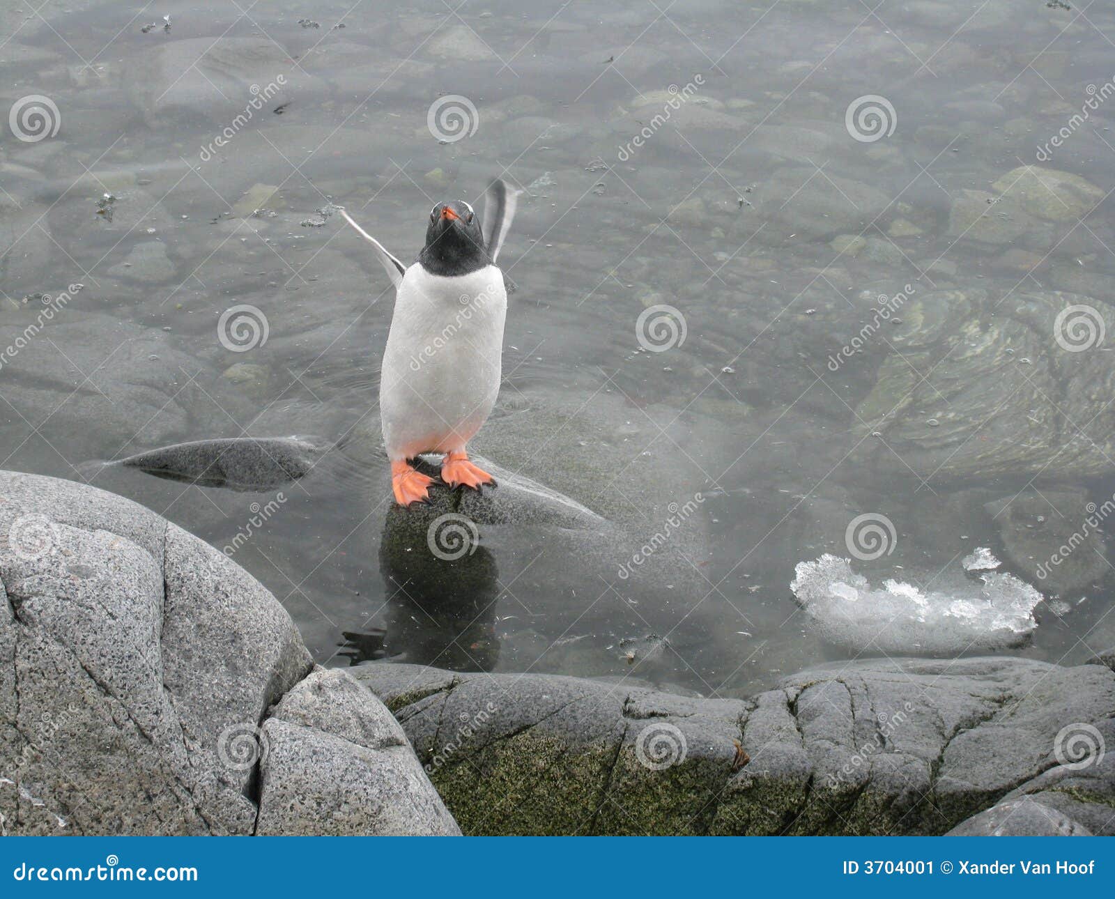 Penguin Pool at Port Lockroy Stock Image - Image of port, antactcica ...