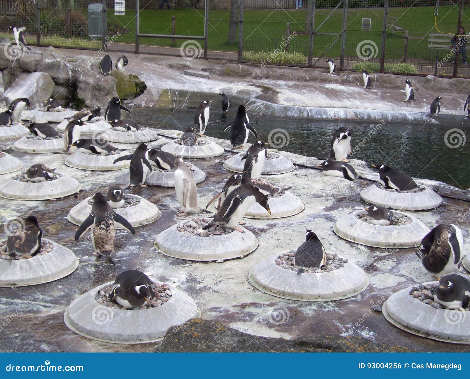 Penguin Pool stock photo. Image of water, enjoy, bond - 93004256