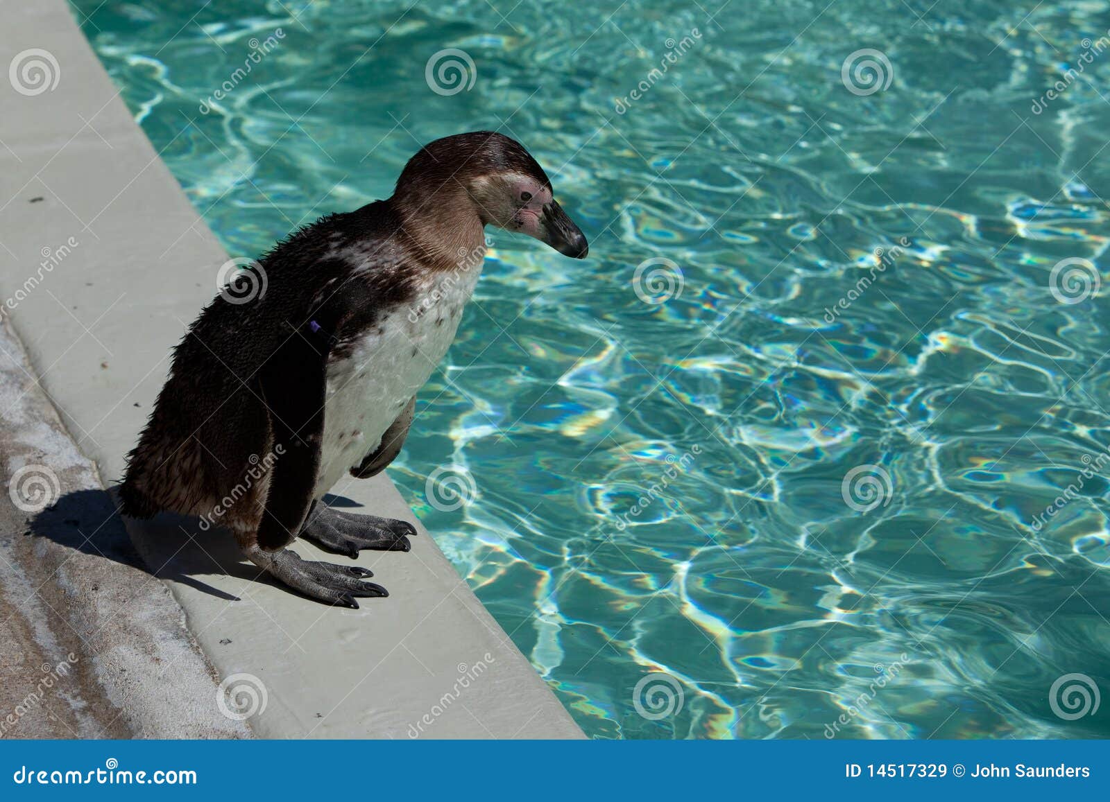 Penguin at the poolside stock image. Image of animal - 14517329