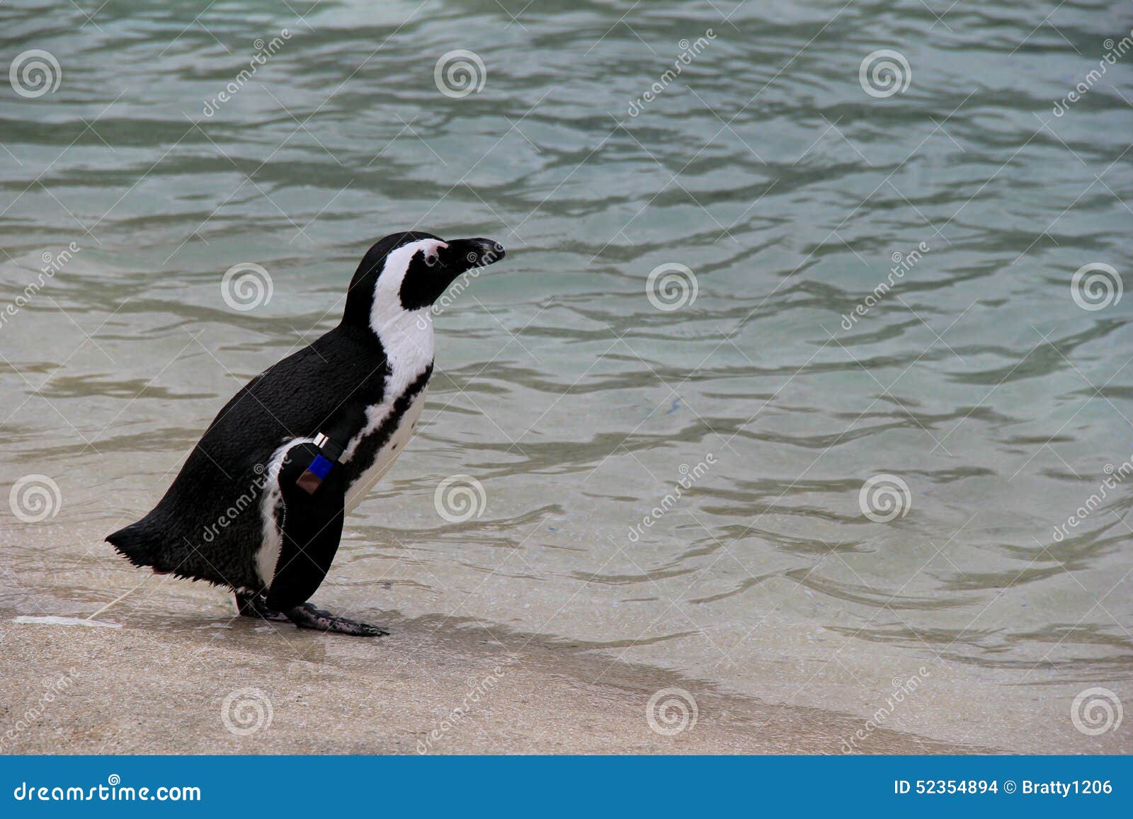 Penguin Pooping Near the Shore Stock Photo - Image of aquatic ...
