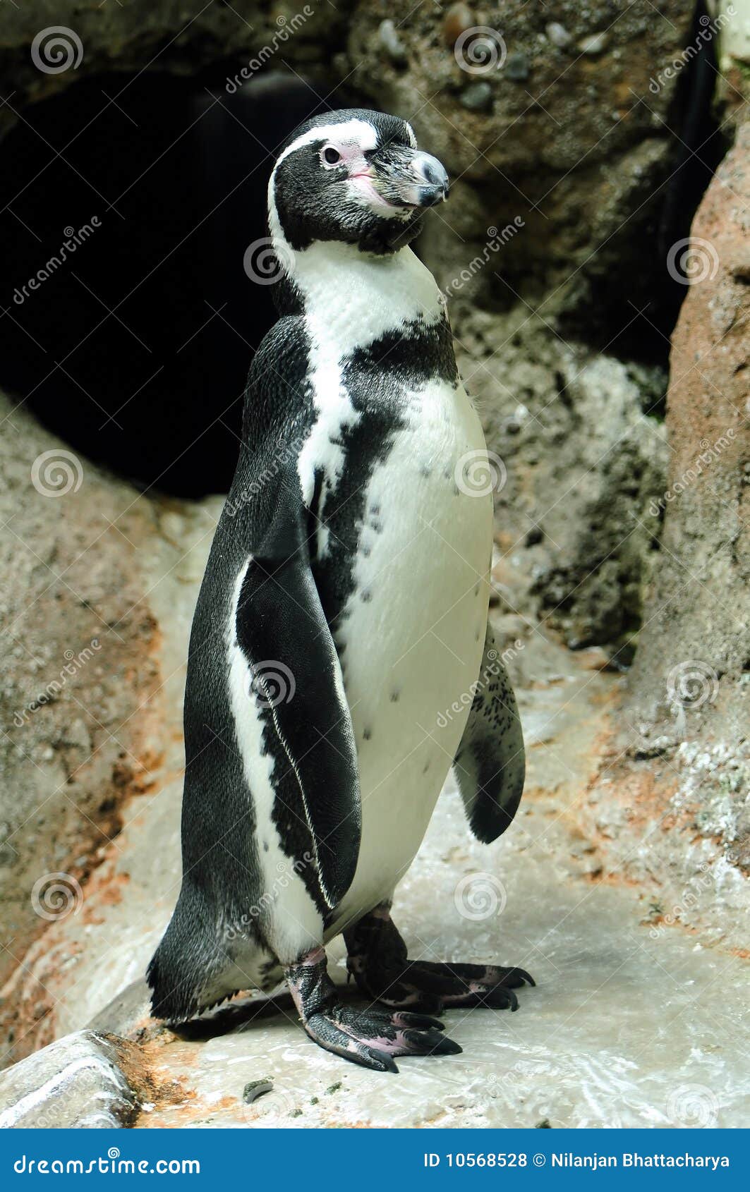Penguin portrait stock photo. Image of antartica, species - 10568528
