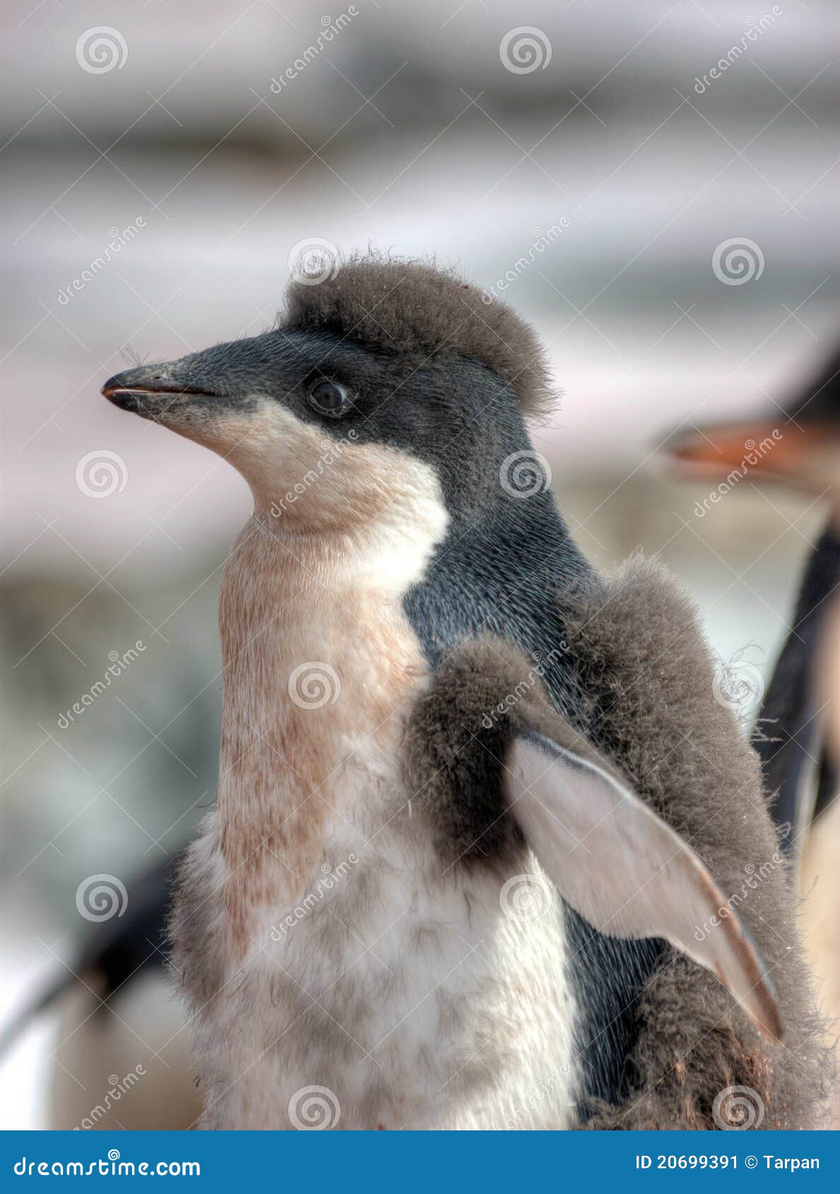 Penguin portrait stock image. Image of mountain, horizontal - 20699391
