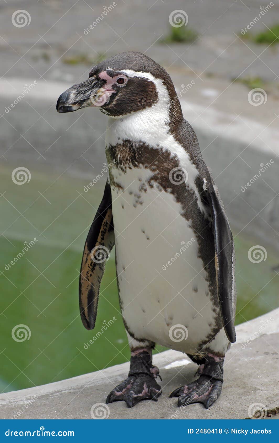 Penguin portrait stock photo. Image of penguins, cute - 2480418