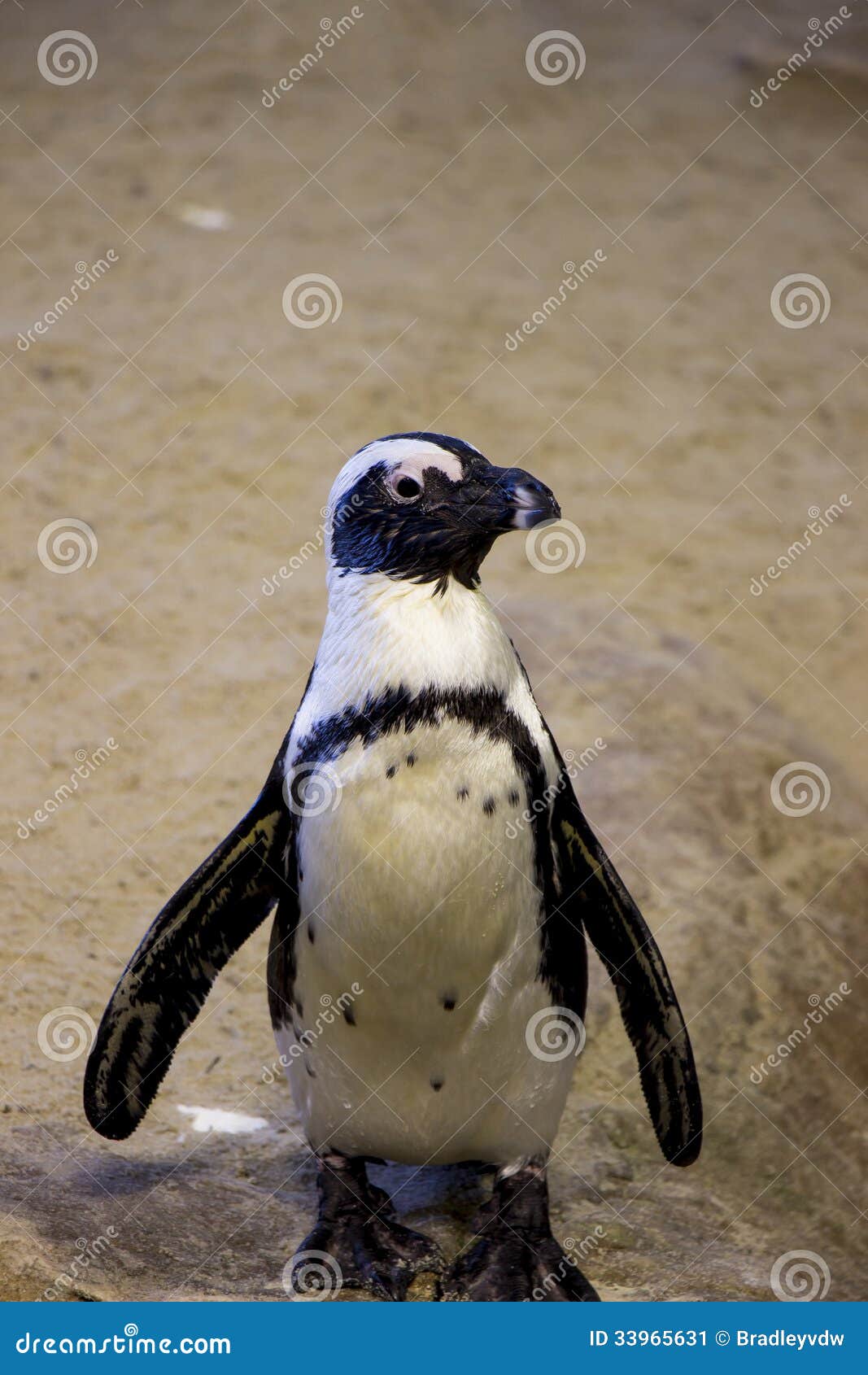 Penguin Portrait stock image. Image of creature, white - 33965631