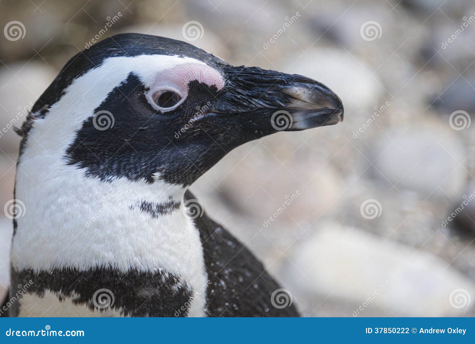 Penguin portrait stock photo. Image of penguin, water - 37850222