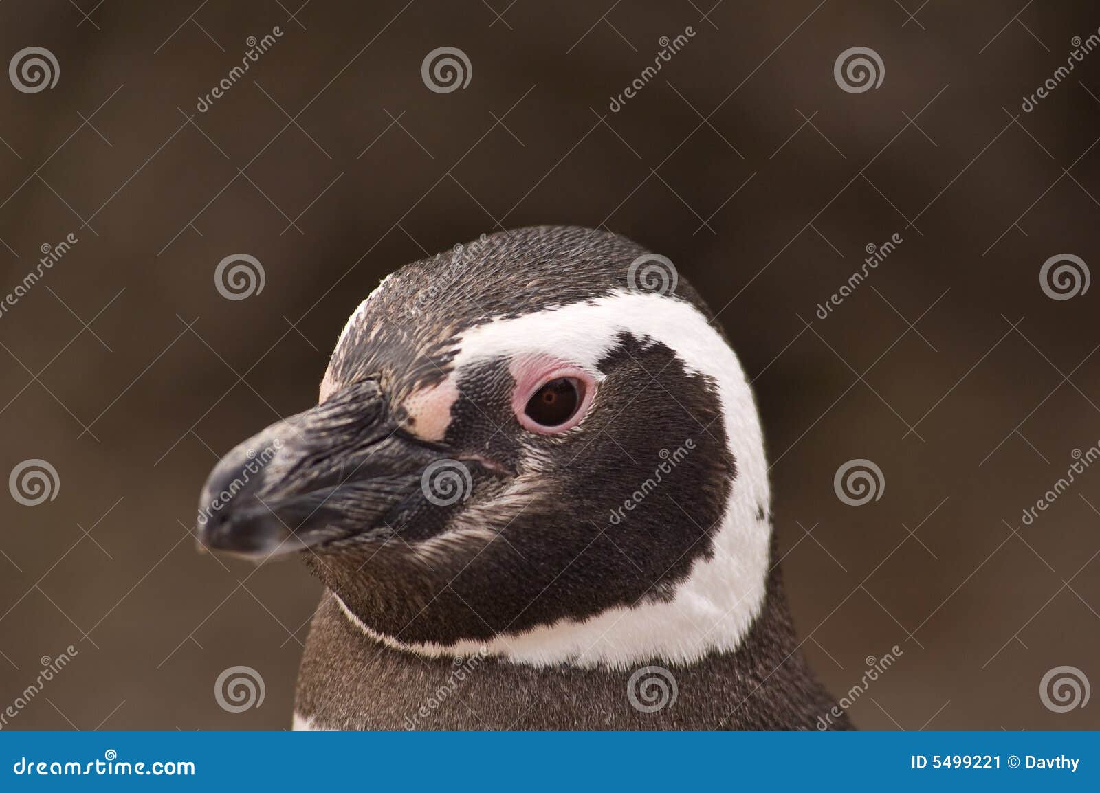 Penguin Portrait stock image. Image of argentina, portrait - 5499221