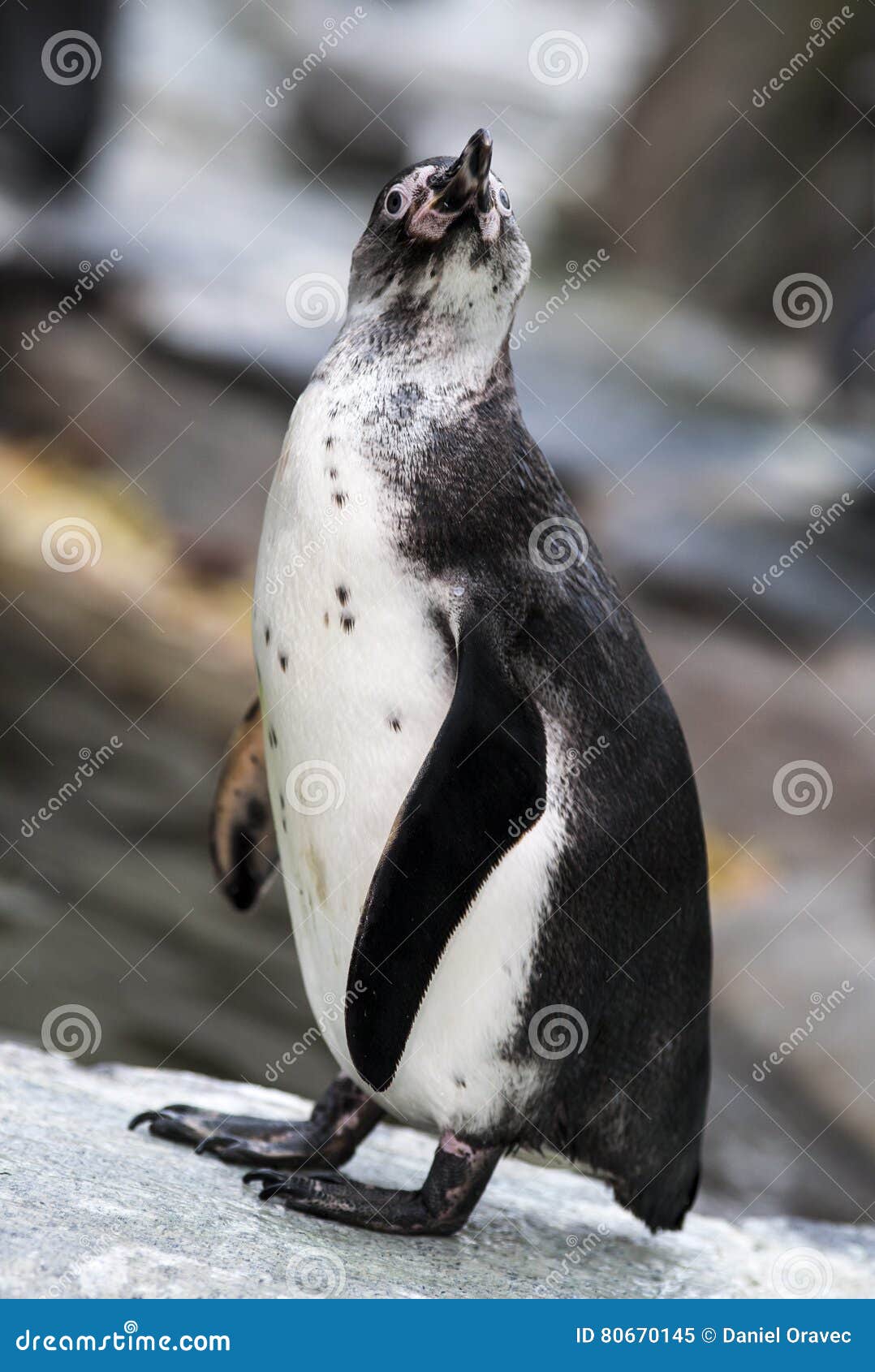 Penguin Portrait stock image. Image of snow, king, white - 80670145