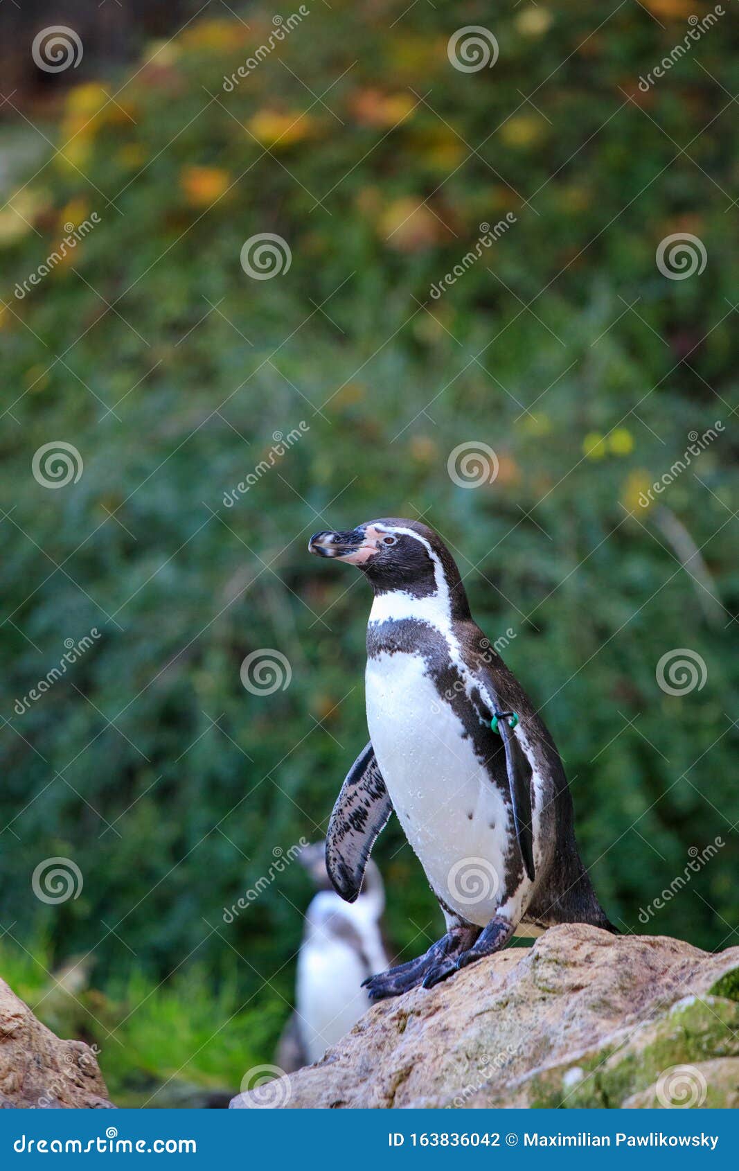 Penguin Portrait Closeup in the Nature Stock Photo - Image of outdoor ...