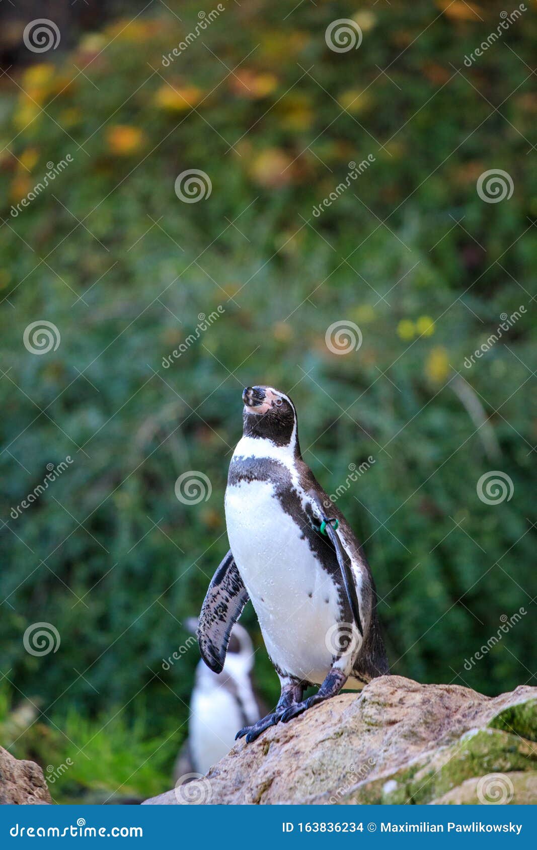 Penguin Portrait Closeup in the Nature Stock Photo - Image of outdoor ...