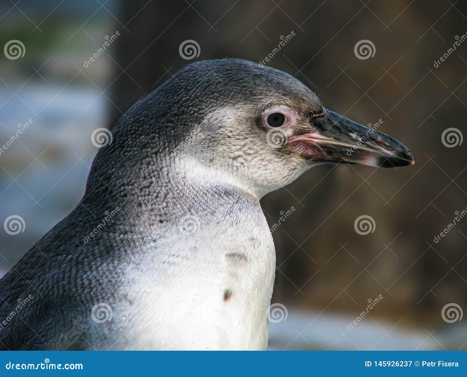 Penguin Portrait - Detail of a Beautiful Posing Penguin Stock Image ...