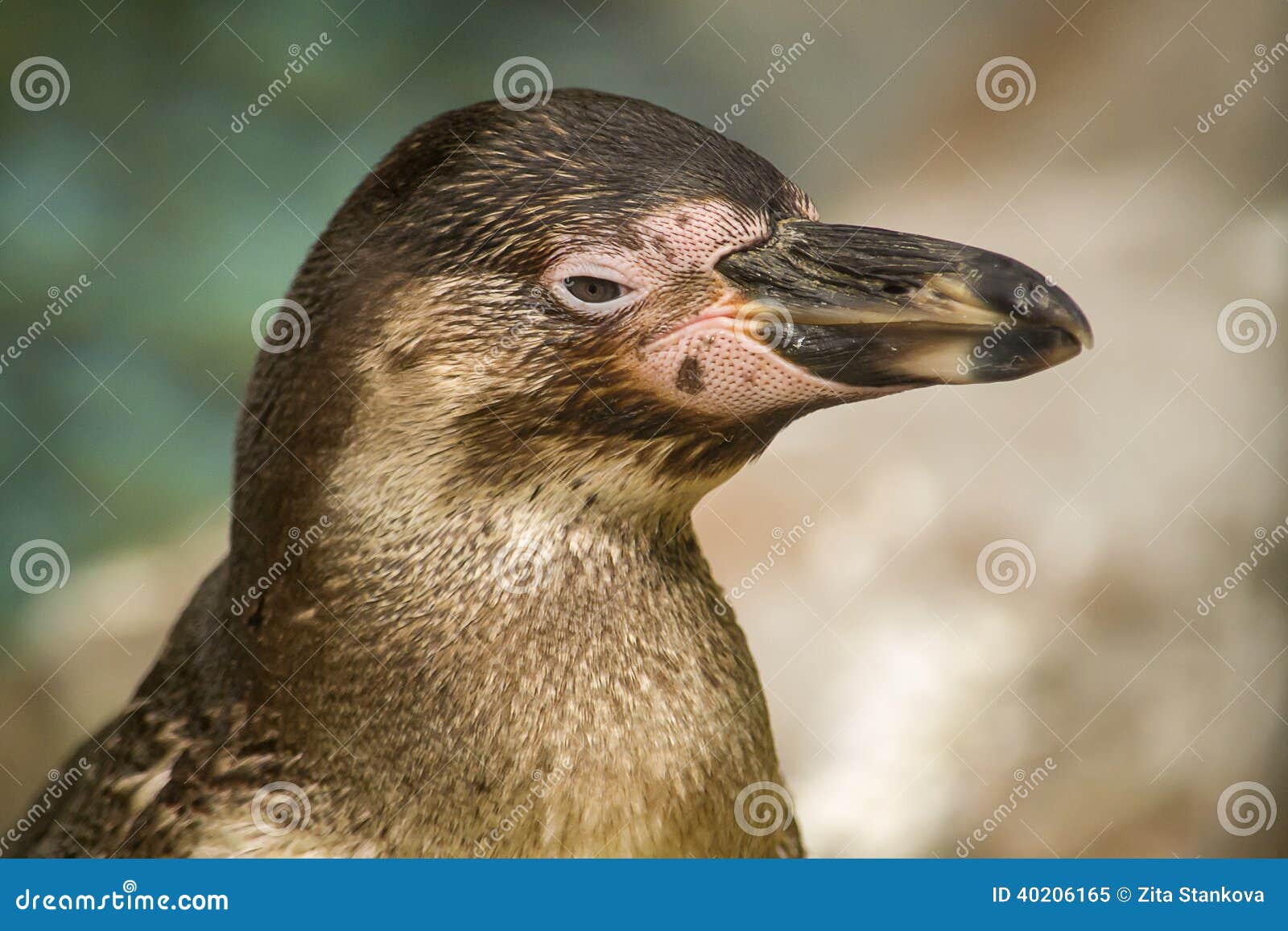 Penguin portrait stock image. Image of closeup, bird - 40206165