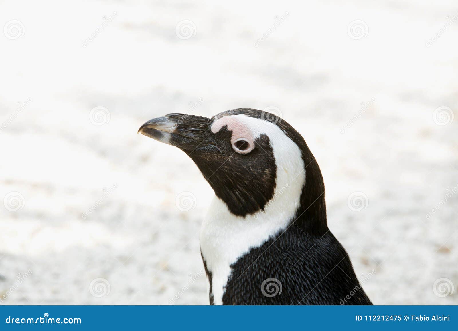 Penguin Portrait on the Left Side Stock Image - Image of feather, wild ...
