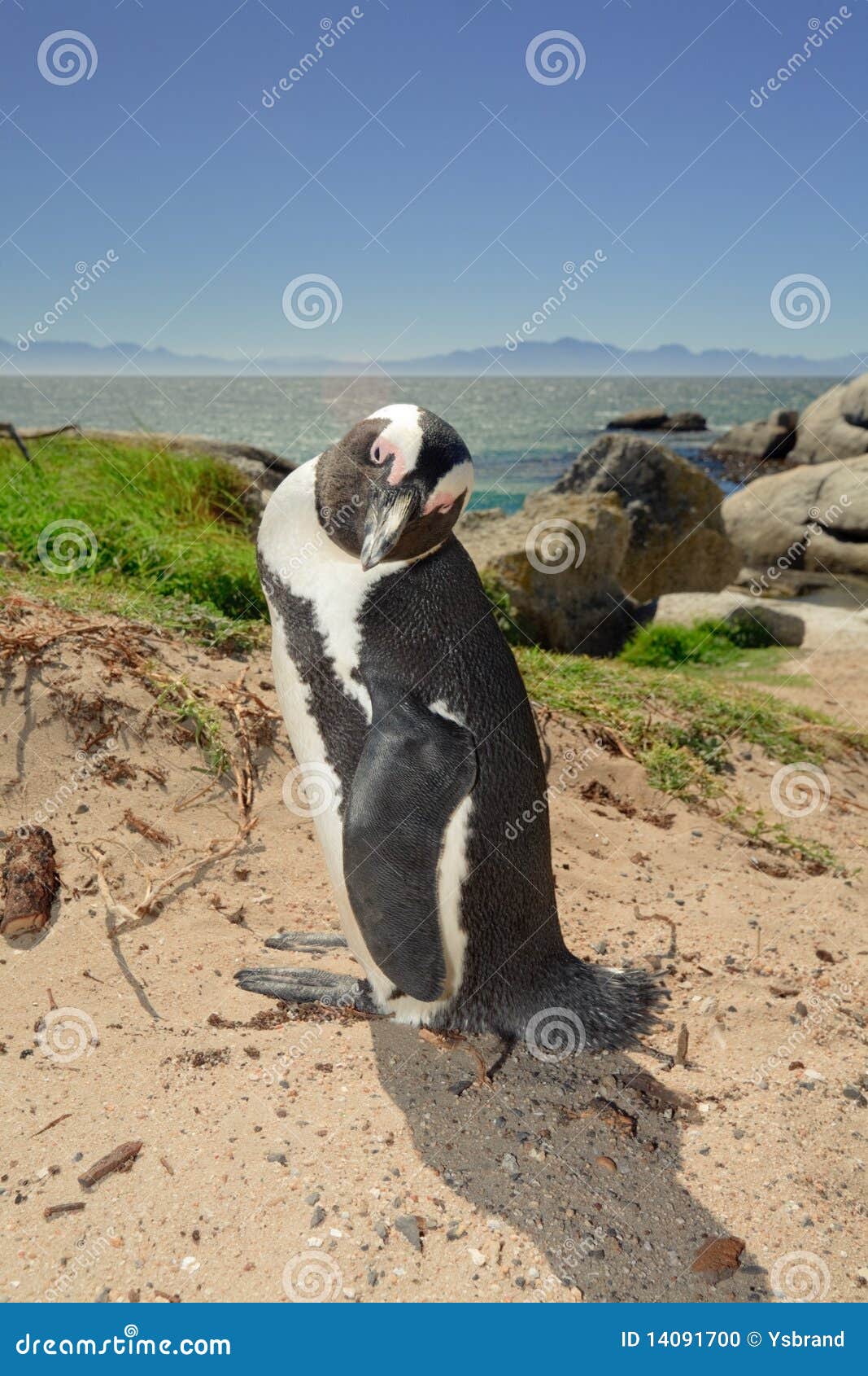 Penguin Posing for the Camera Stock Photo - Image of blue, penguin ...