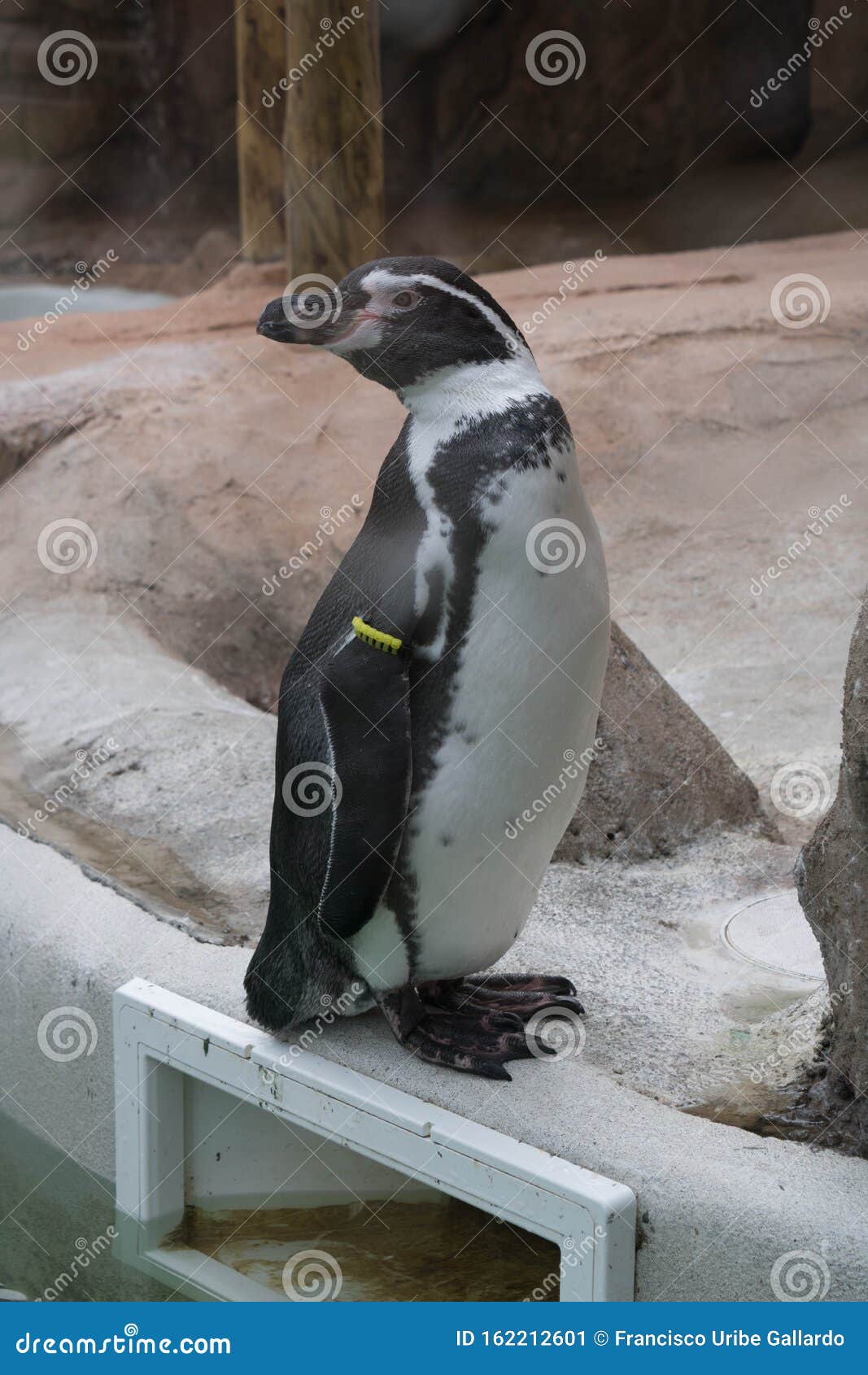 Penguin Posing Out of the Water Stock Image - Image of water ...