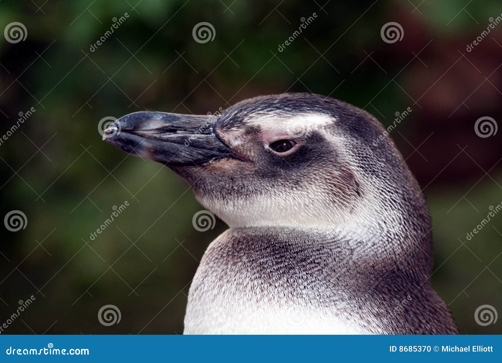 Penguin Profile stock photo. Image of feathers, view, blurred - 8685370