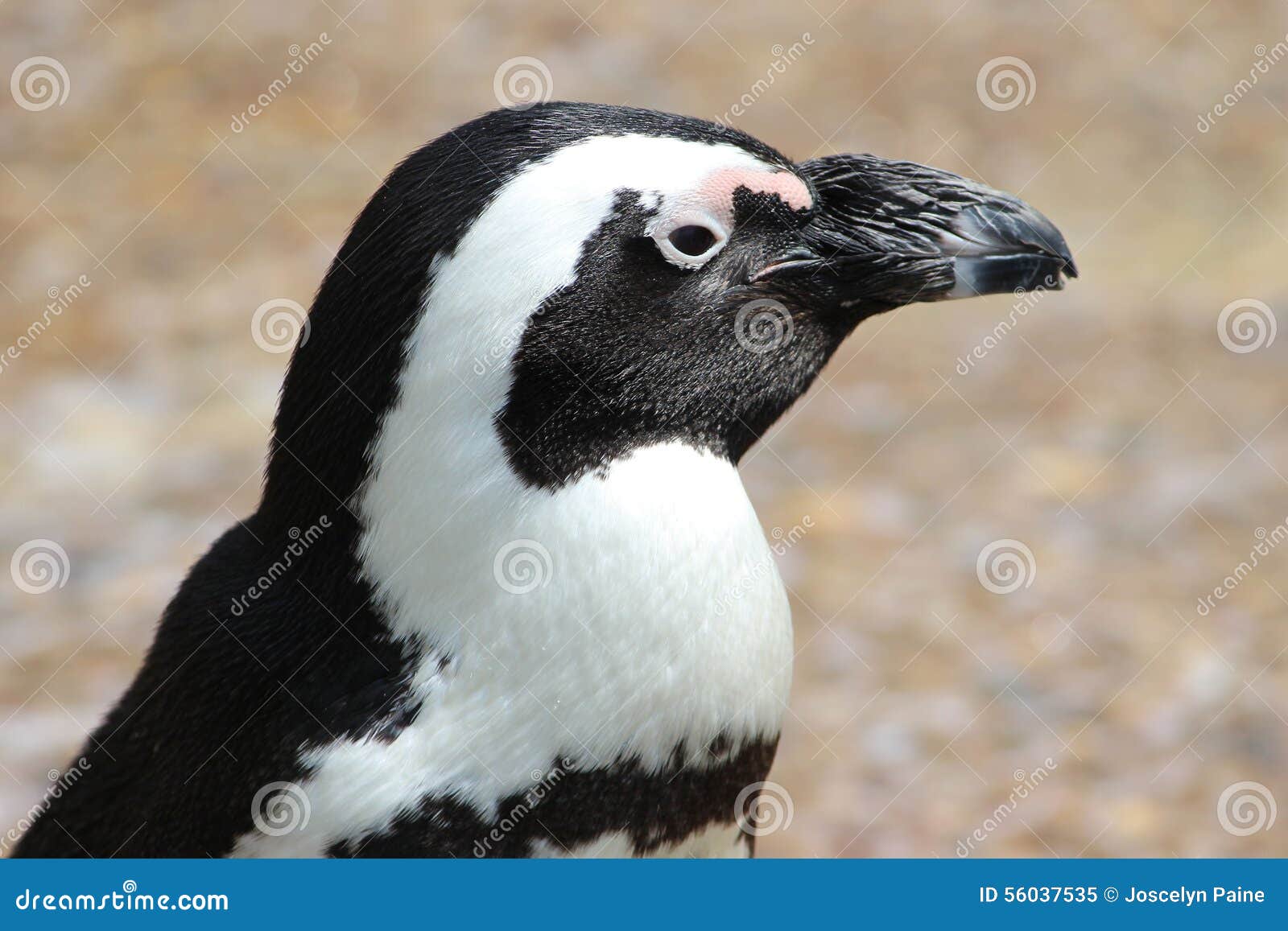 Penguin Profile stock image. Image of flightless, wild - 56037535