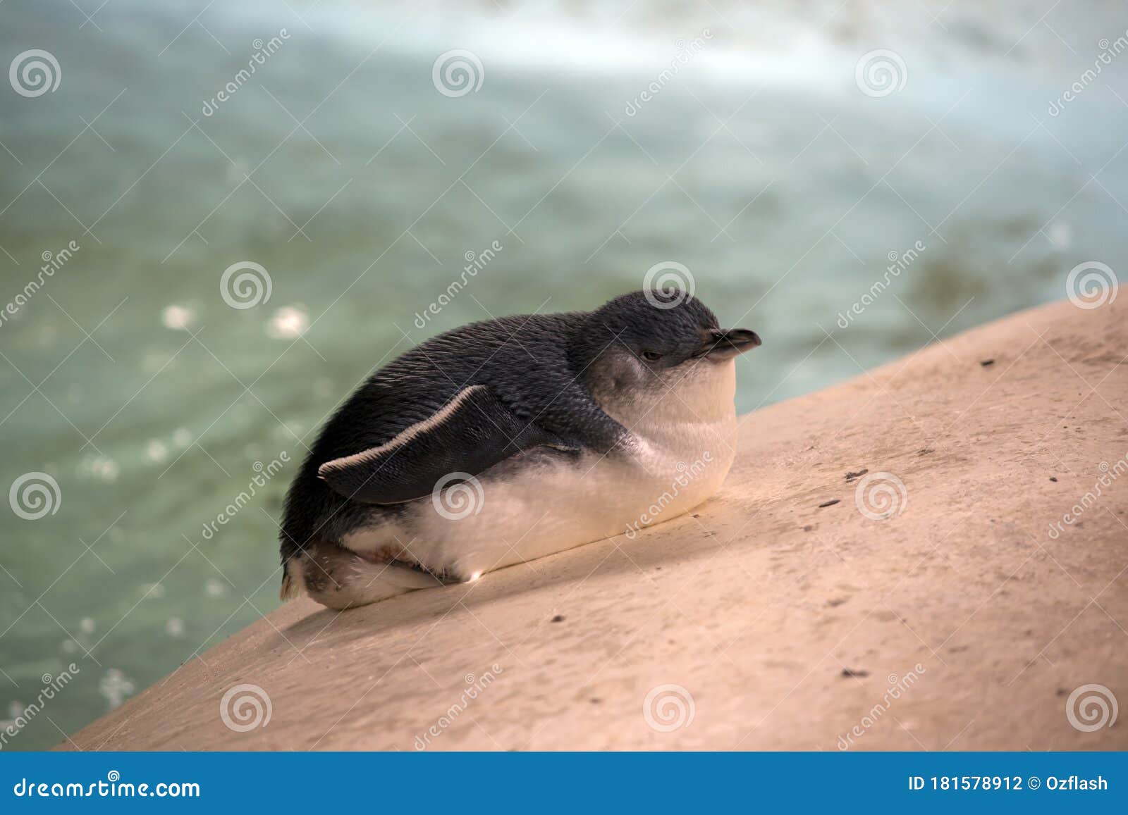 This is a Side View of a Penguin Stock Photo - Image of beach, penguins ...