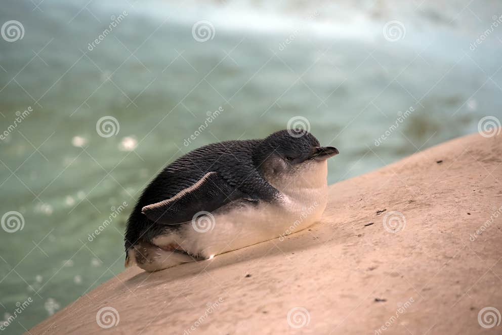 This is a Side View of a Penguin Stock Photo - Image of beach, penguins ...