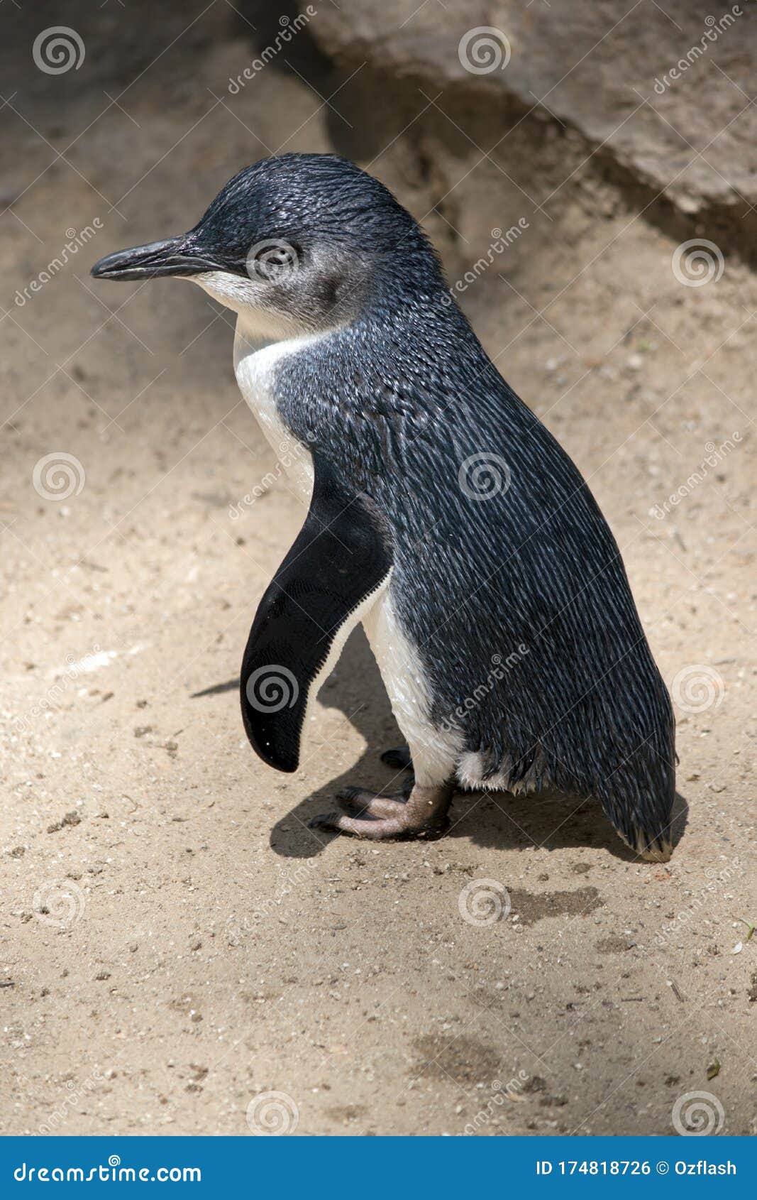 This is a Side View of a Penguin Stock Photo - Image of animal ...