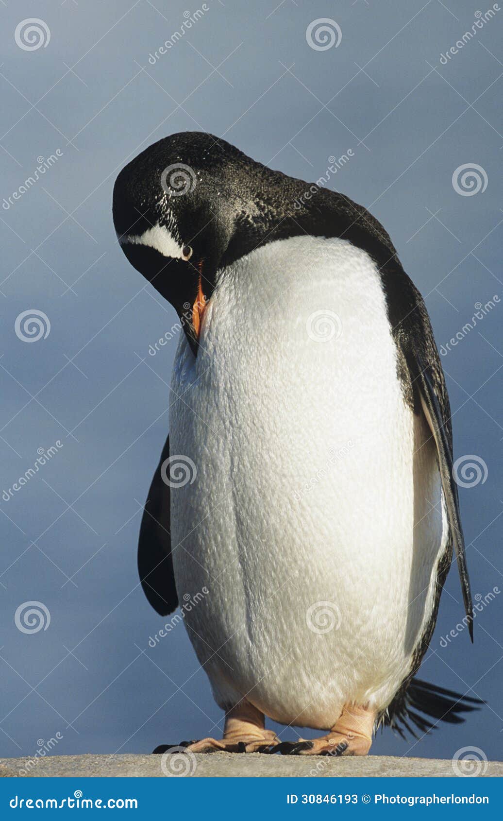 Penguin on rock stock image. Image of penguin, antarctic - 30846193