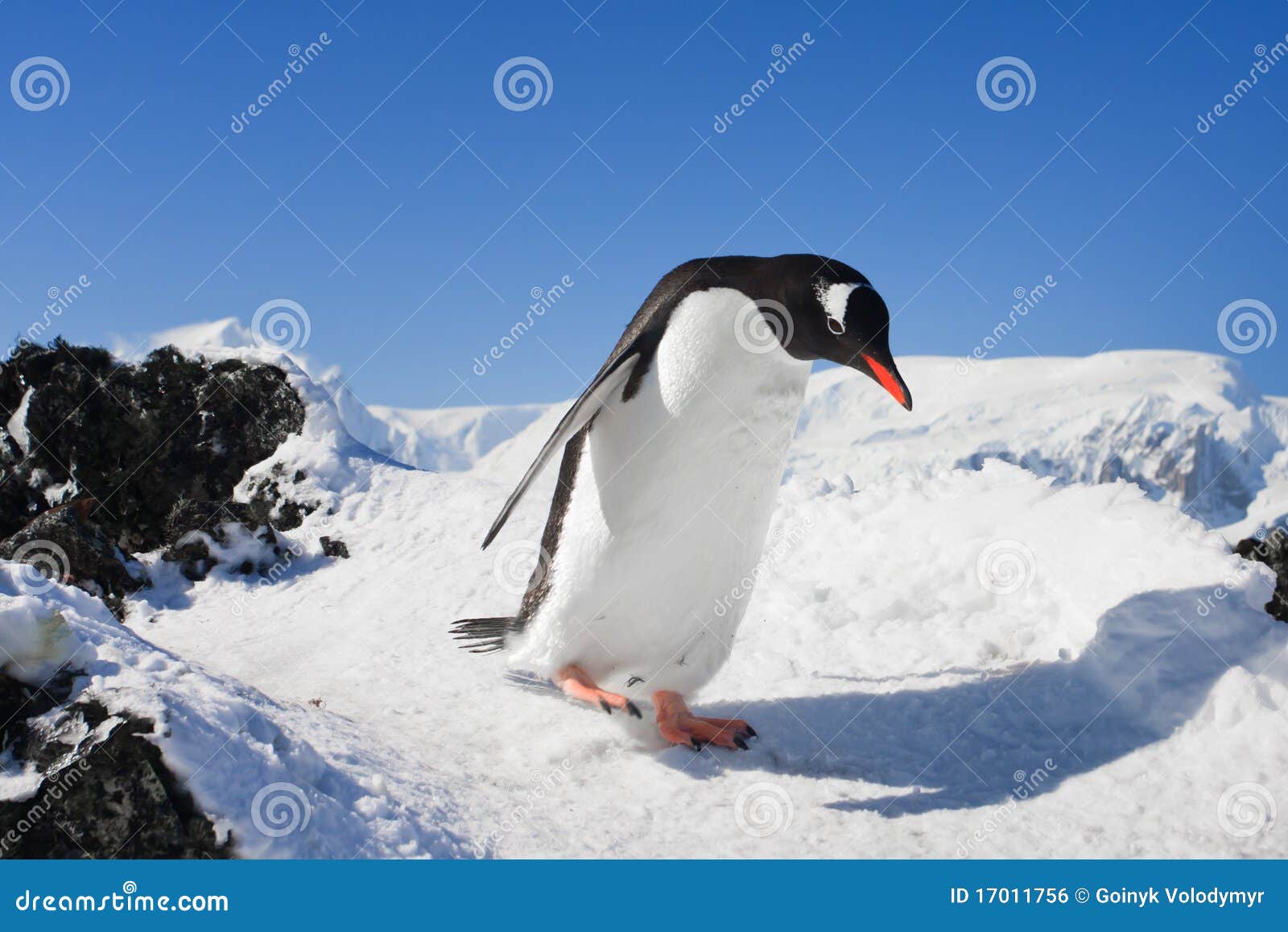 Penguin on the rocks stock photo. Image of horizontal - 17011756
